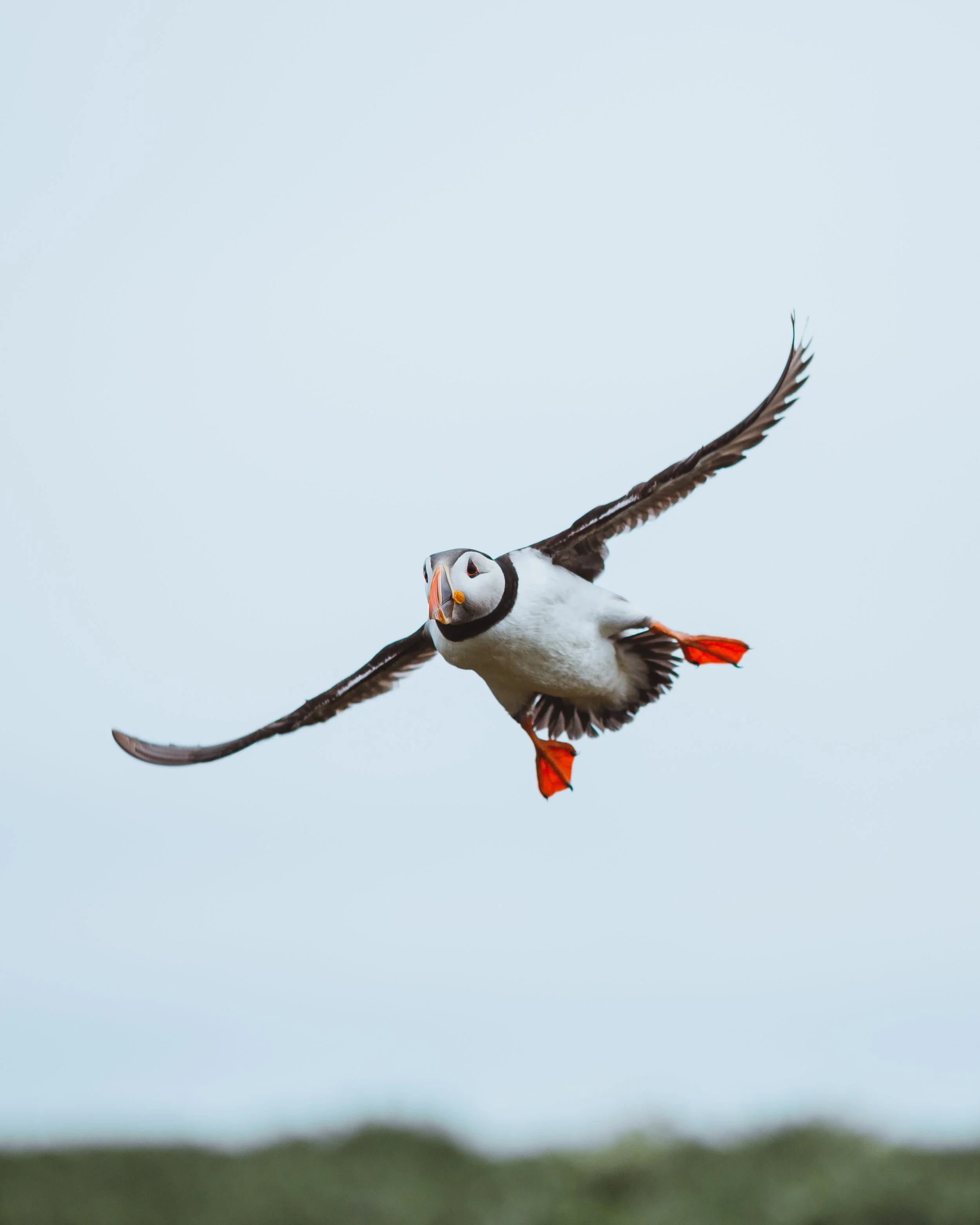 Return of the Puffins — This Is Northumberland