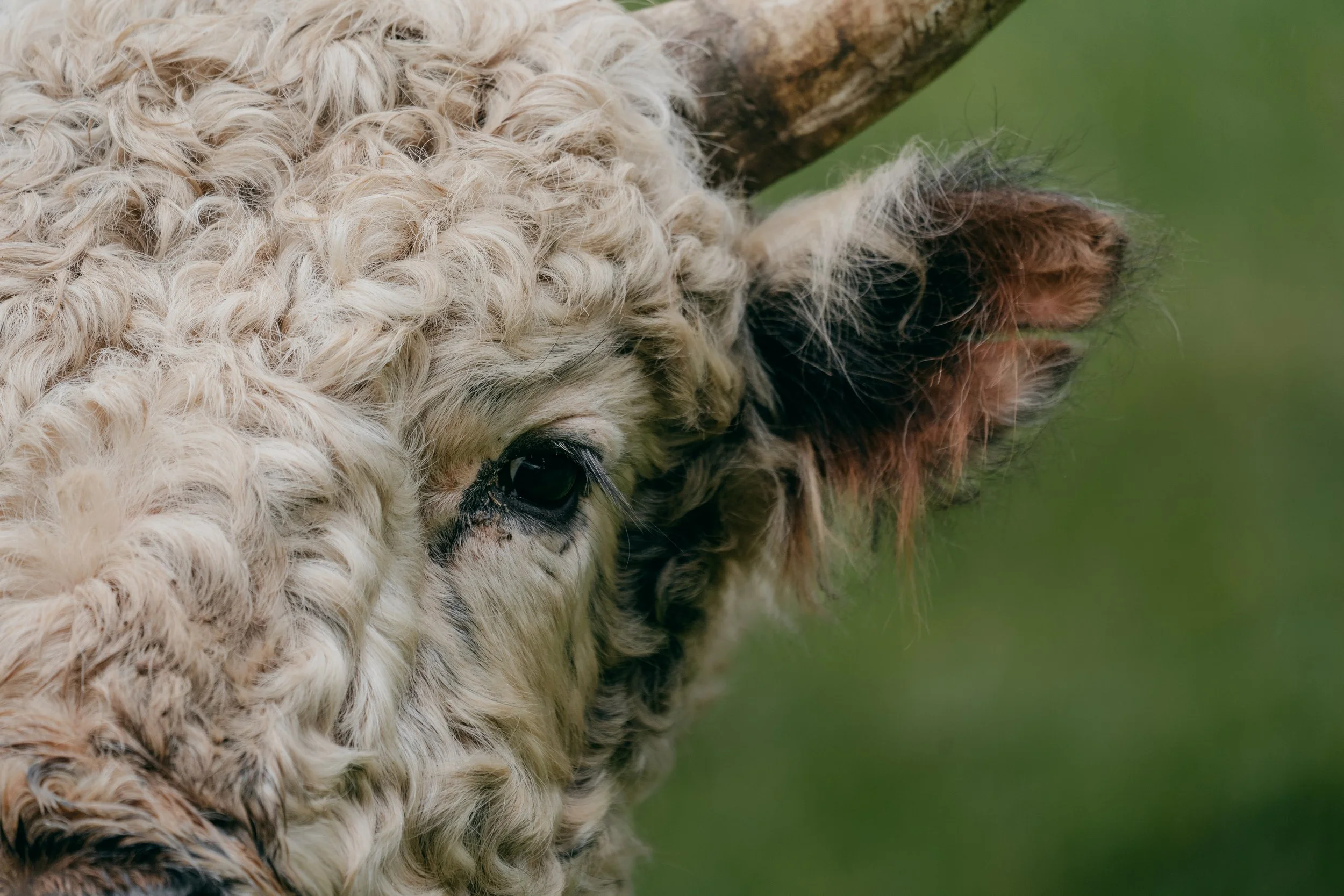 The Wild Beasts of Chillingham — This Is Northumberland