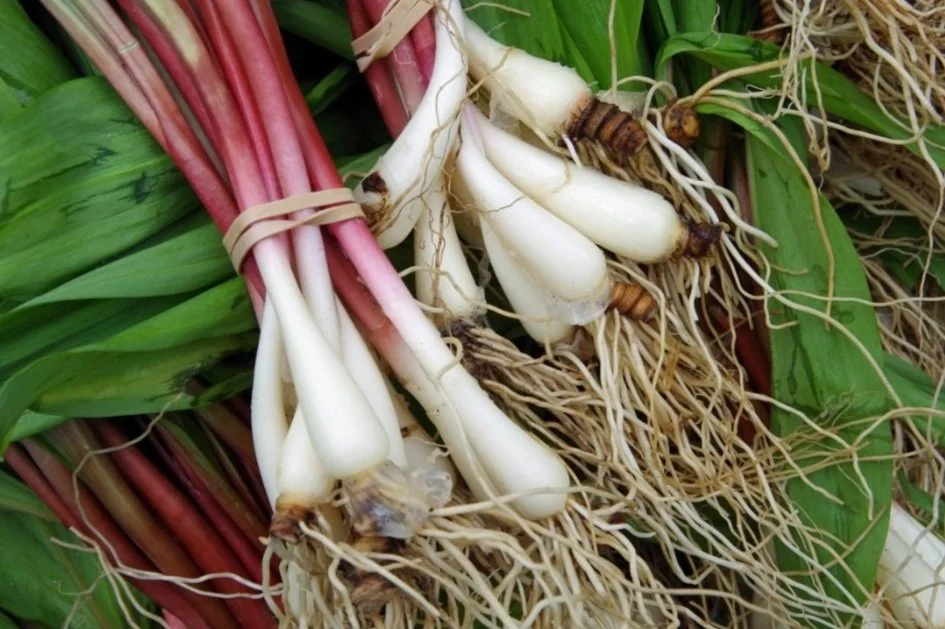 All About Spring Produce — Tiny Spoon Chef