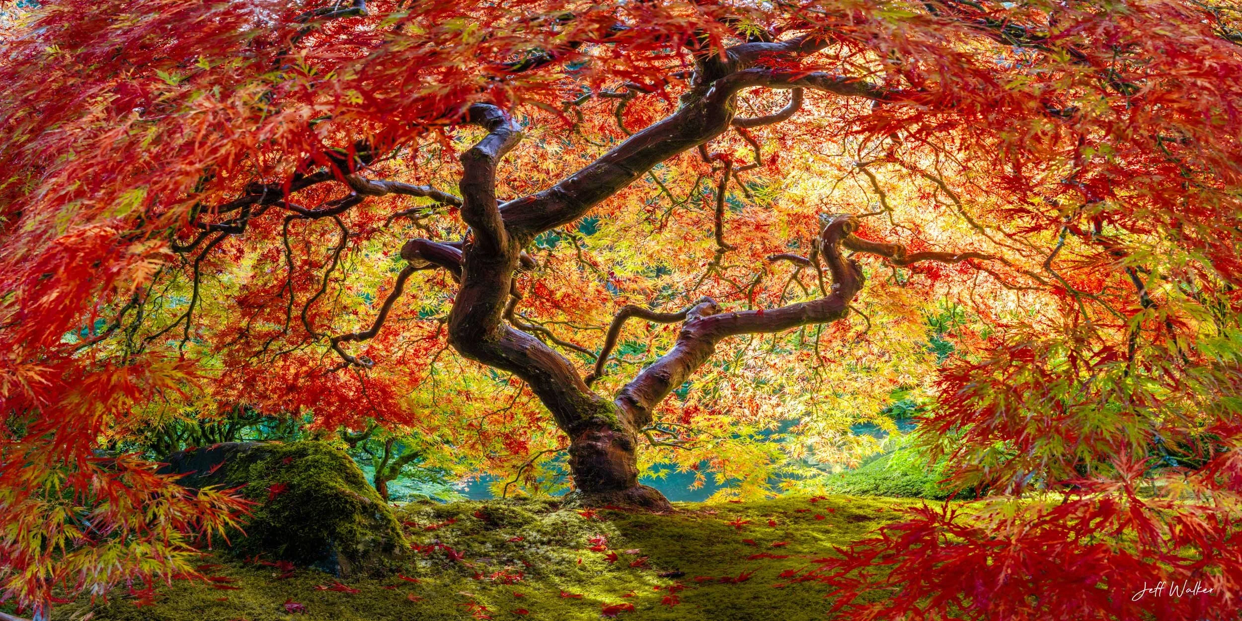 Trees & Gardens — Jeff Walker Gallery