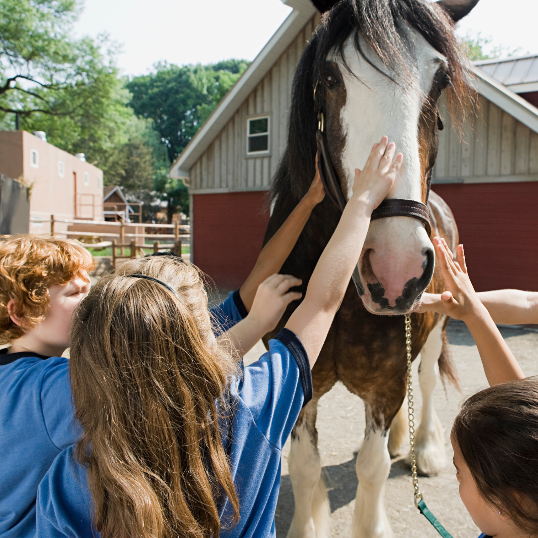Anti-Bullying Program — Recovery Resources