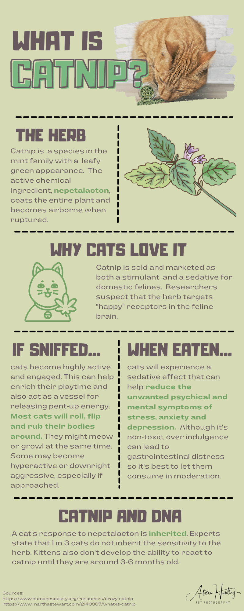 What is Catnip? — Alison Huntley Pet Photography
