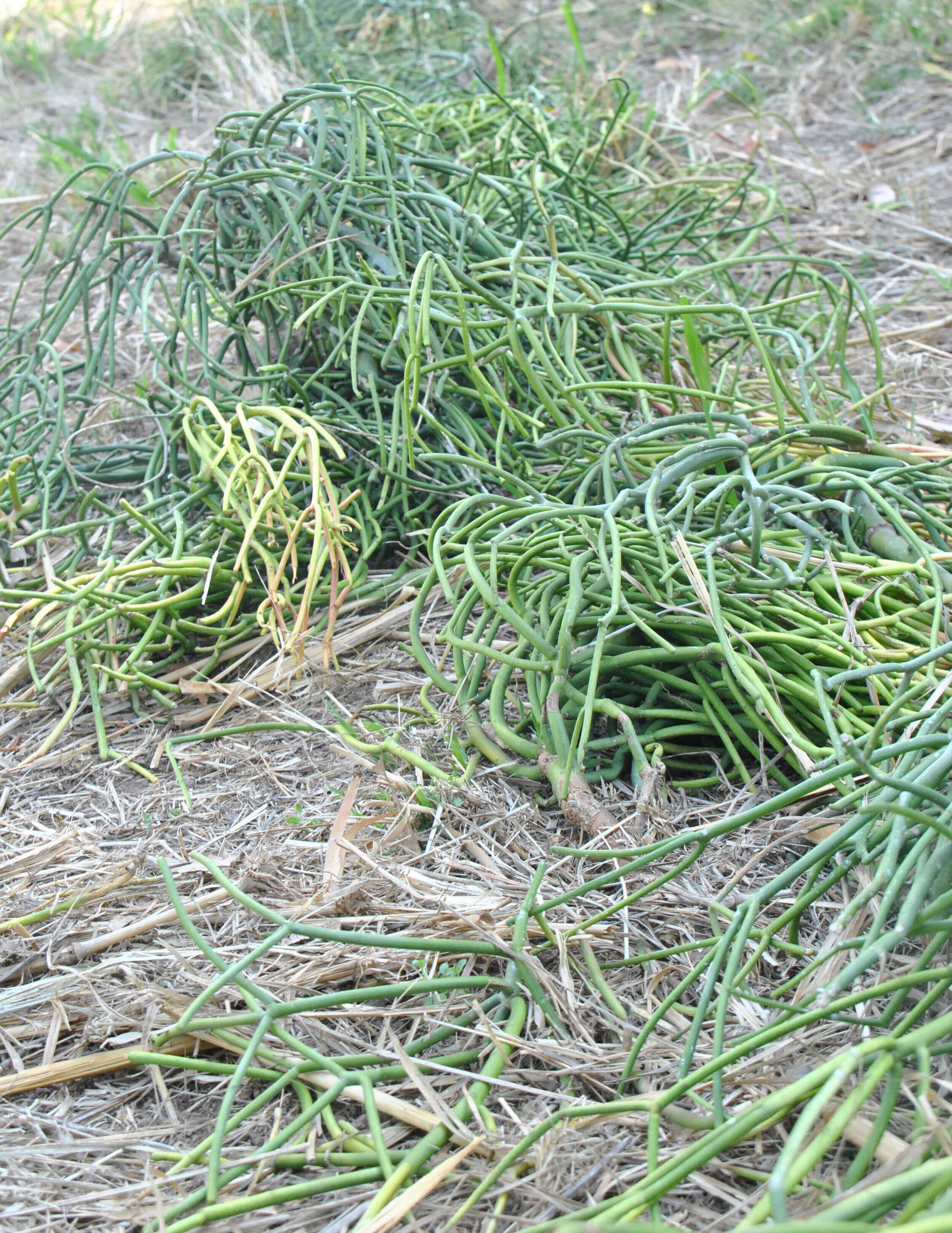 Firesticks (Euphorbia tirucalli) — Arch Gully: A journey towards ...