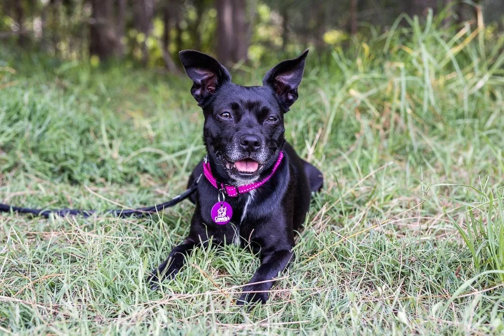 Cassidy's Clever Canines