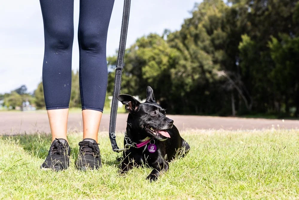 Cassidy's Clever Canines