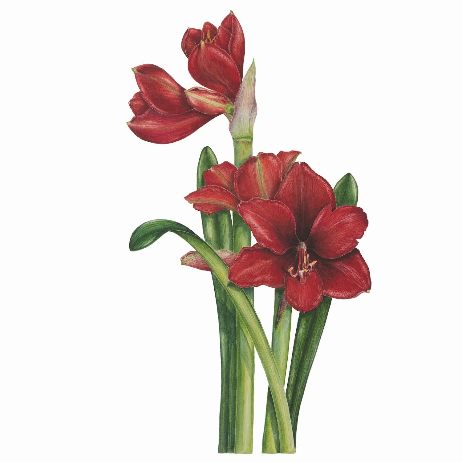 Fiori — adriana basso