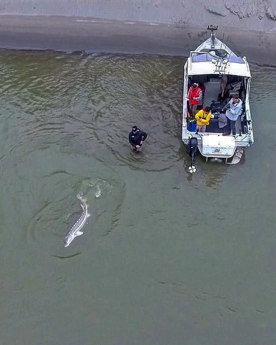 Sturgeon Slayers: Guided Sturgeon Fishing On The Fraser River