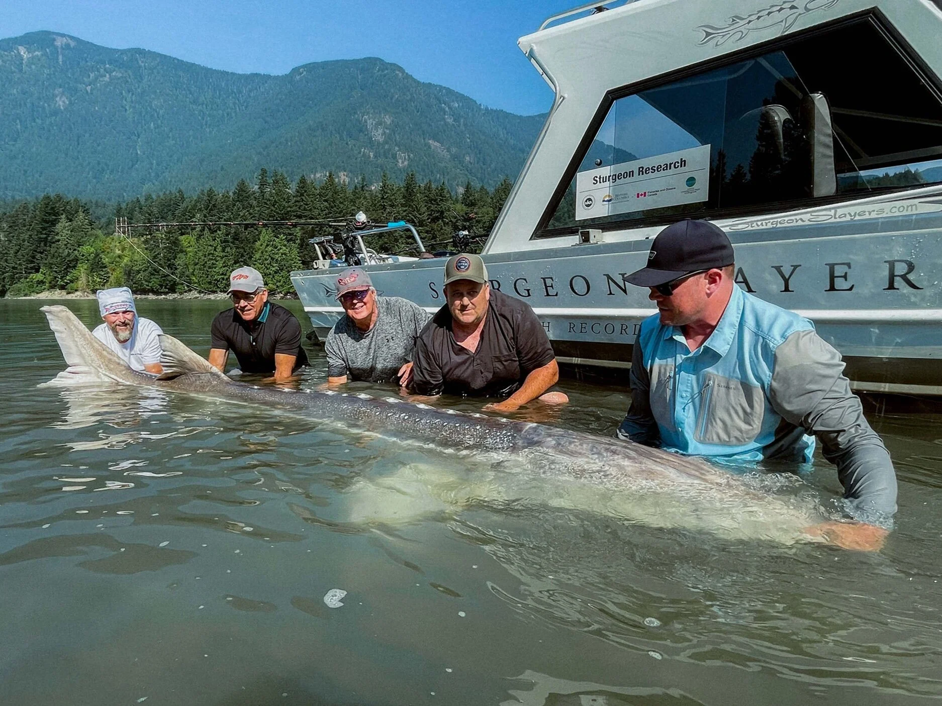 Giant Lake Sturgeon Giant Lake Sturgeon