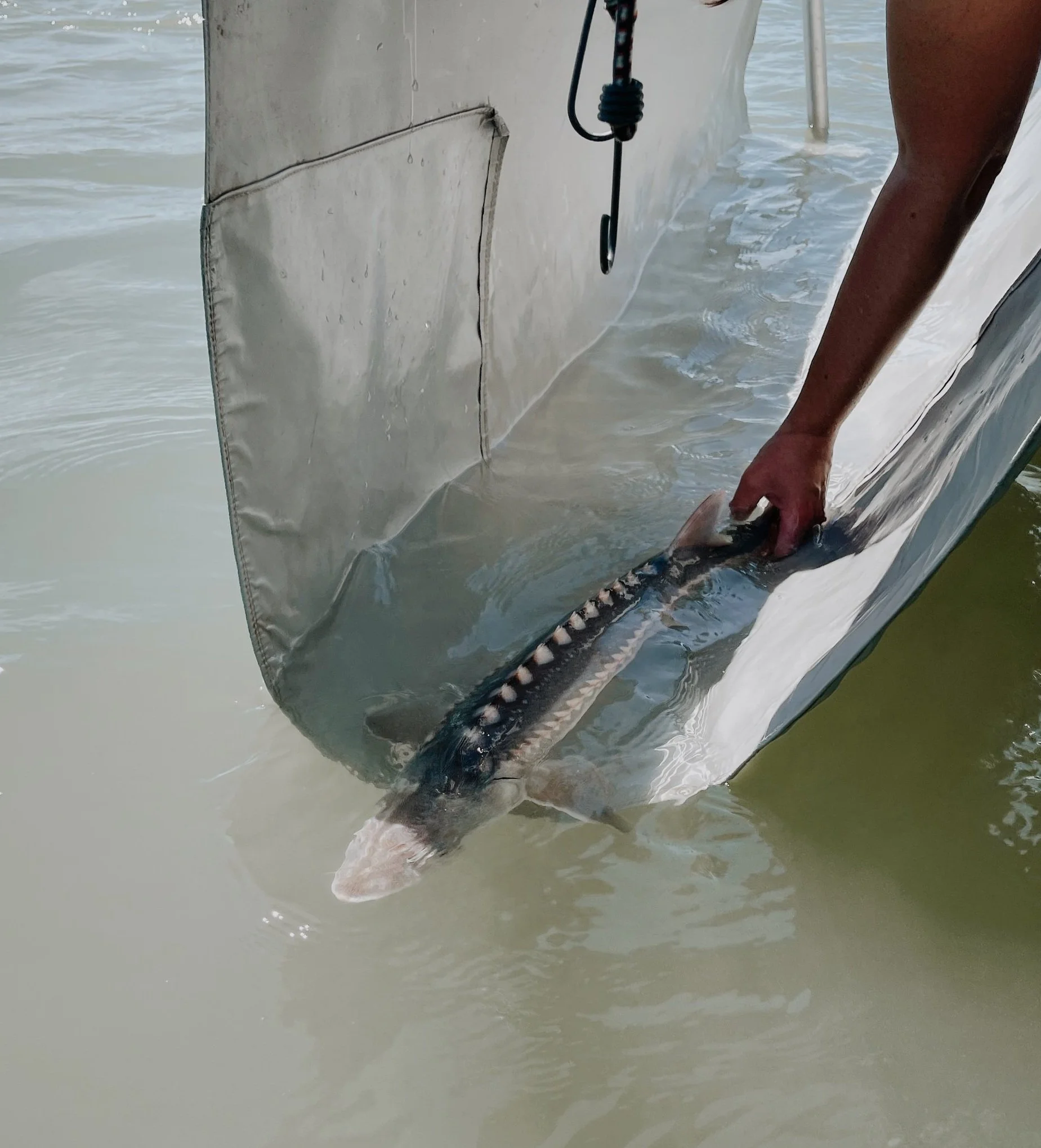 Juvenile Research funded by Habitat Conservation Trust Foundation ...