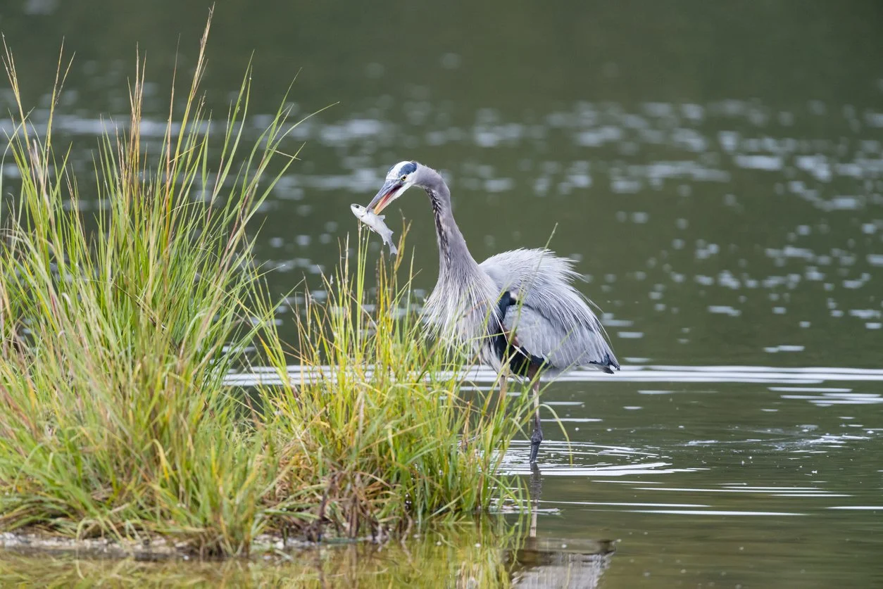 Nowell Creek Village