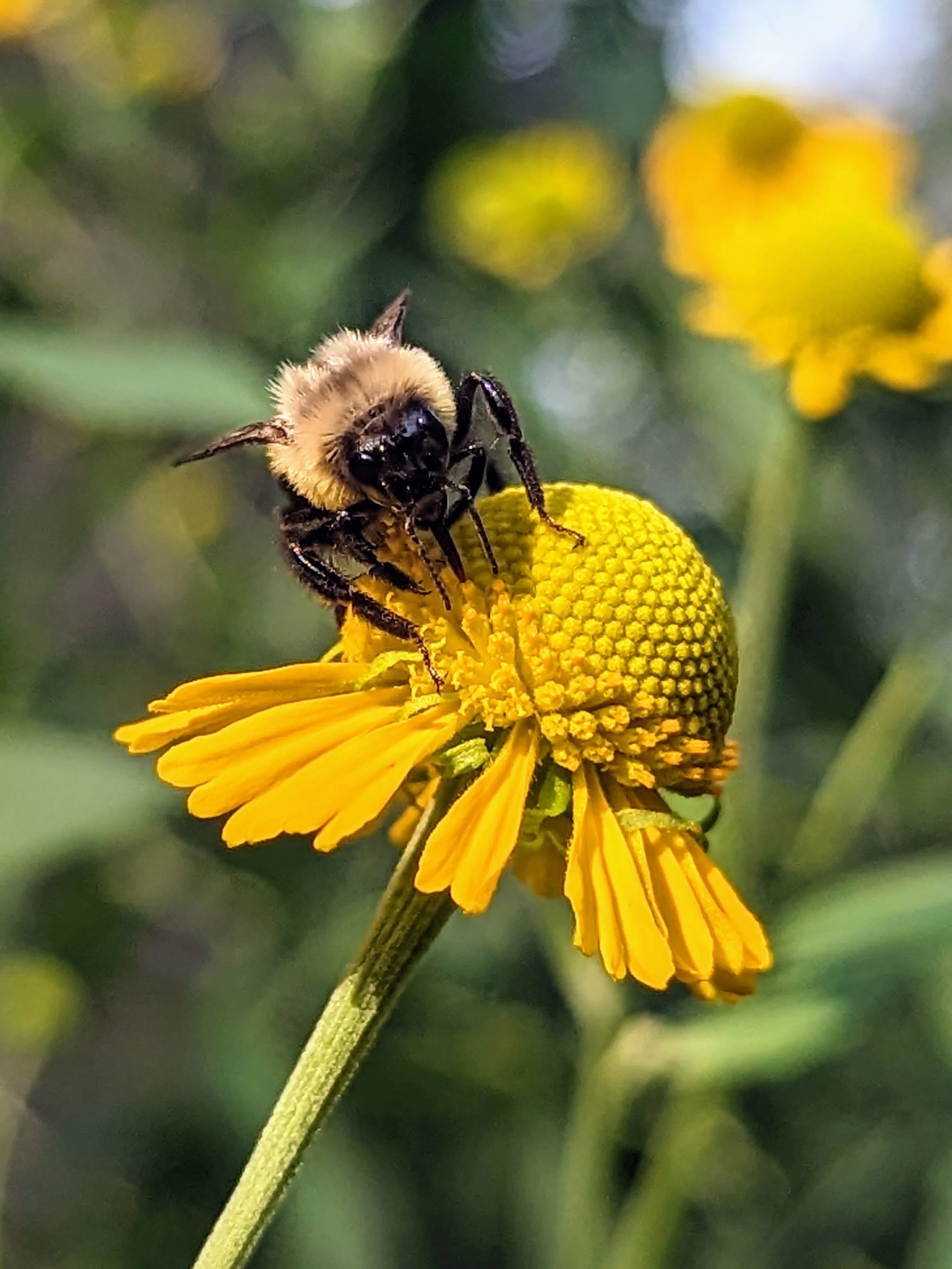 Shop — Lady Fern Farm