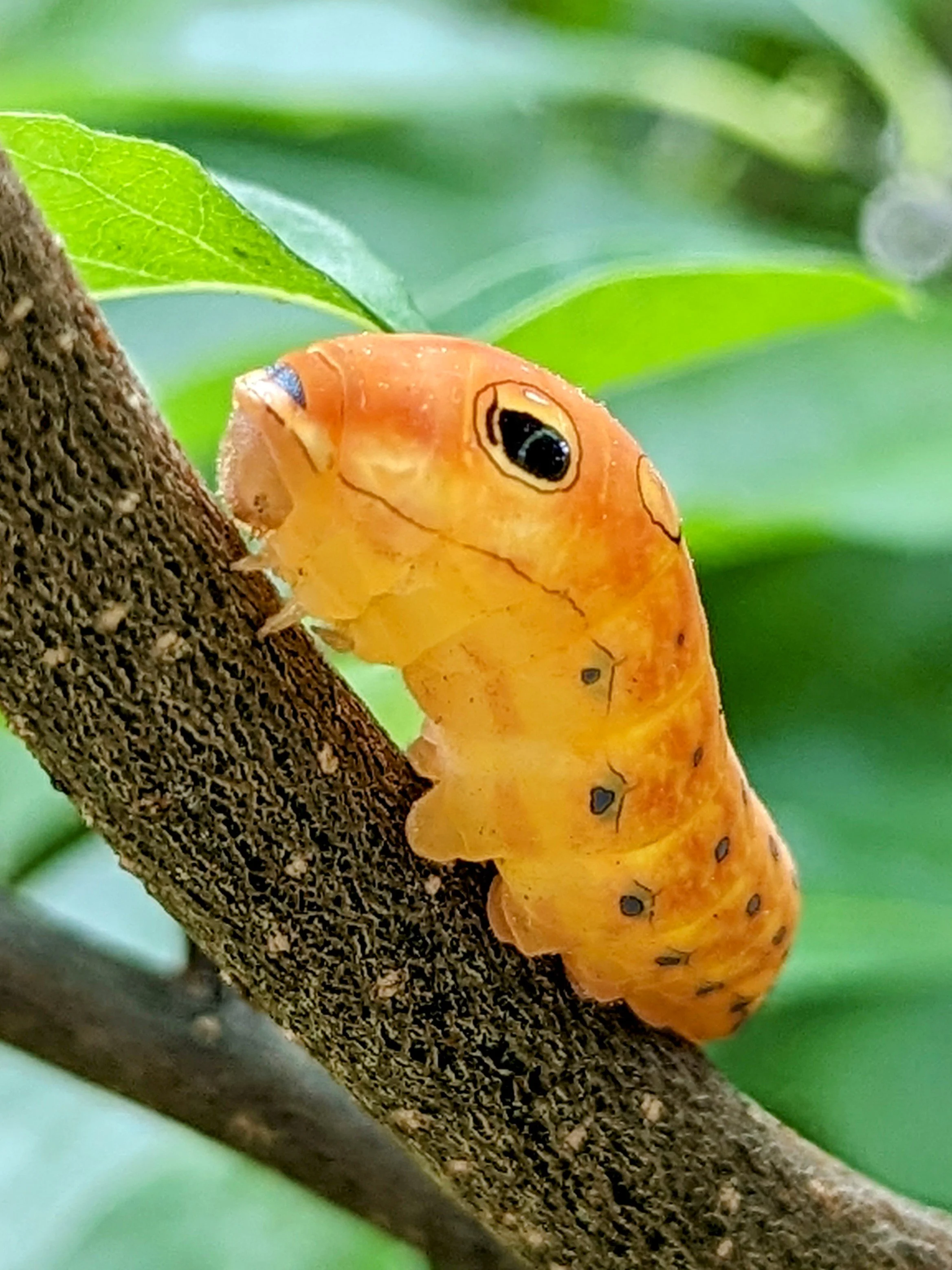 In the News — Lady Fern Farm