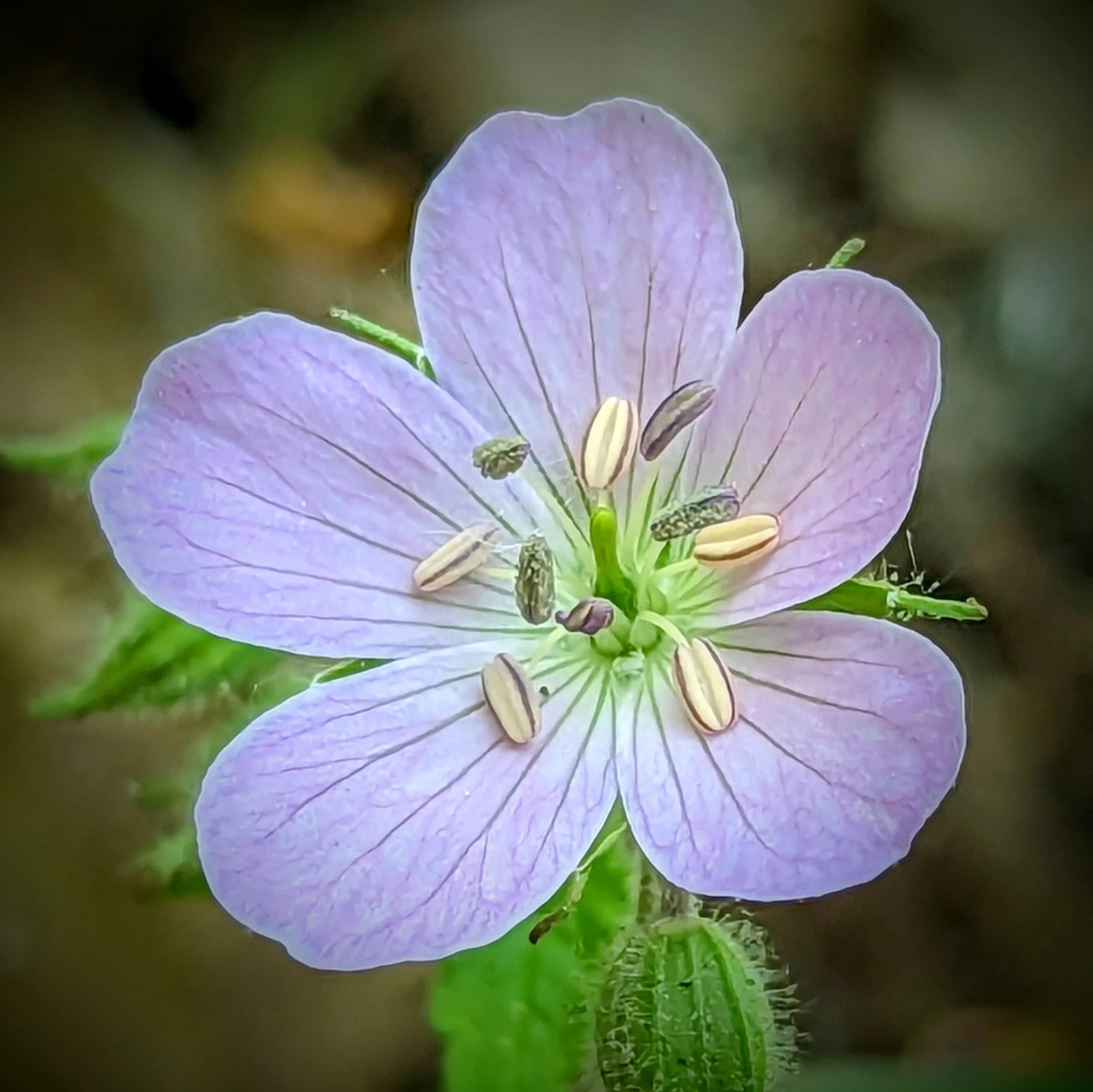 Shop — Lady Fern Farm