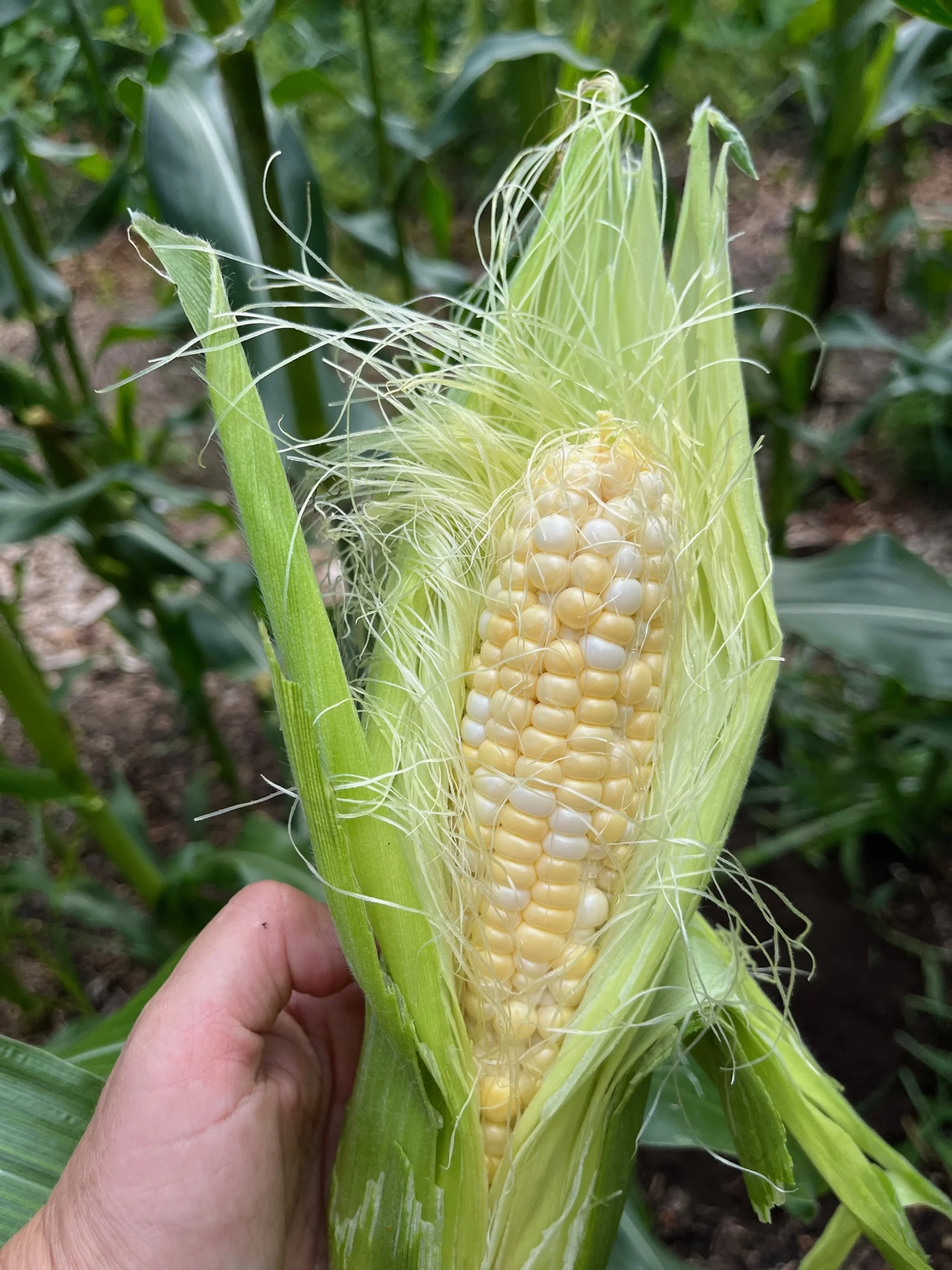 Annual Vegetable Workshop — Bountiful Backyards