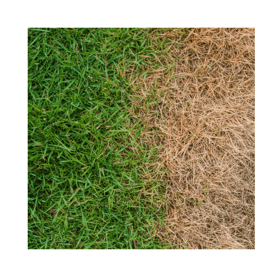 EverClean. Call Your Neighborhood Cleaning Expert Today!