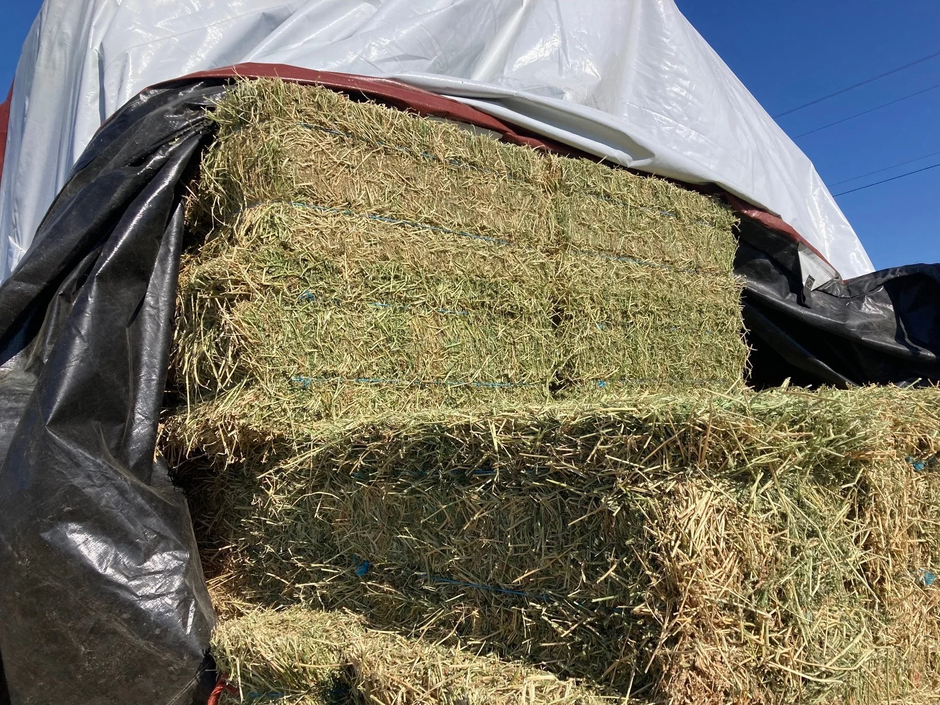 Services 1 — JP Ranch, LLC