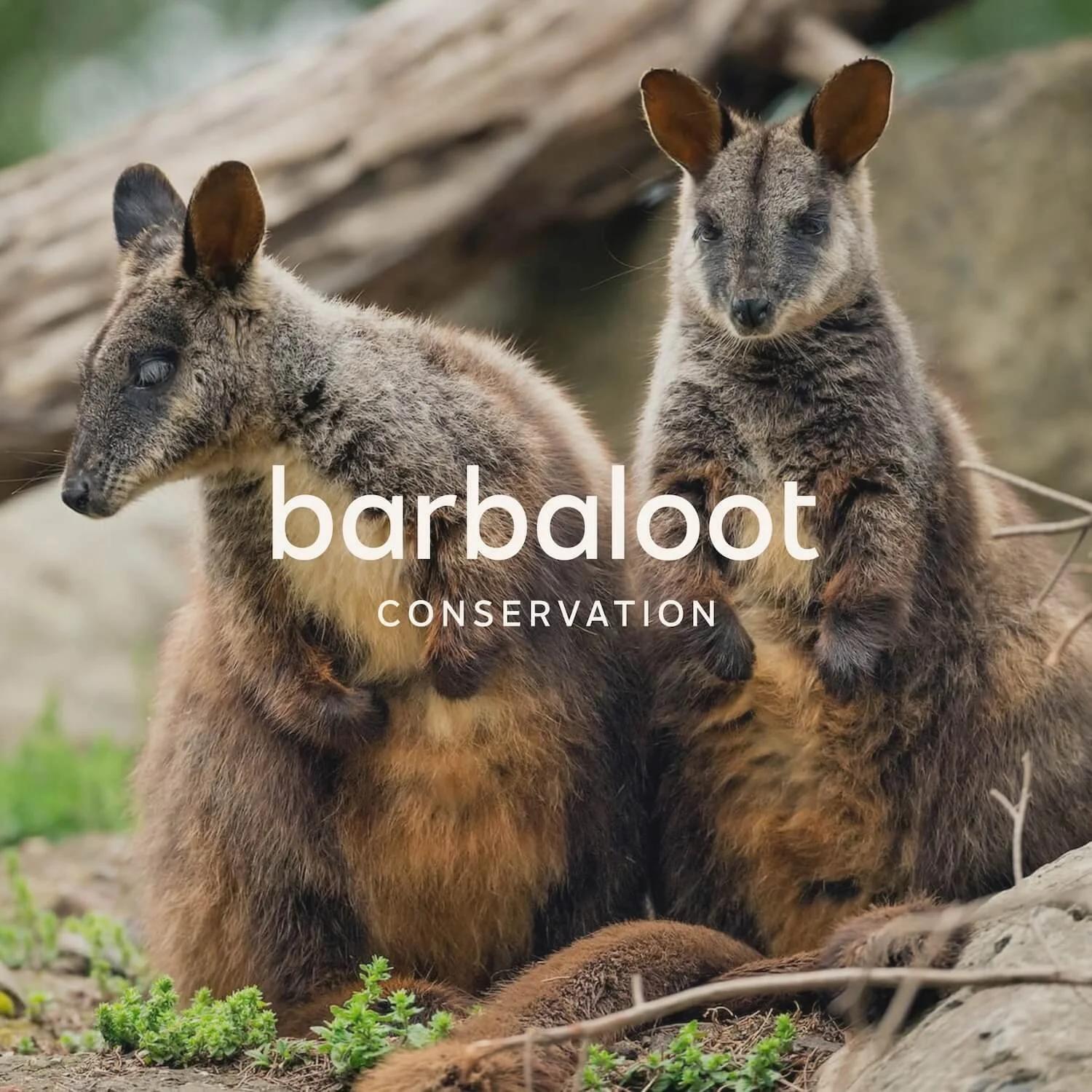 Alana Jade Studio | Squarespace Web Design for Kind and Ethical Businesses