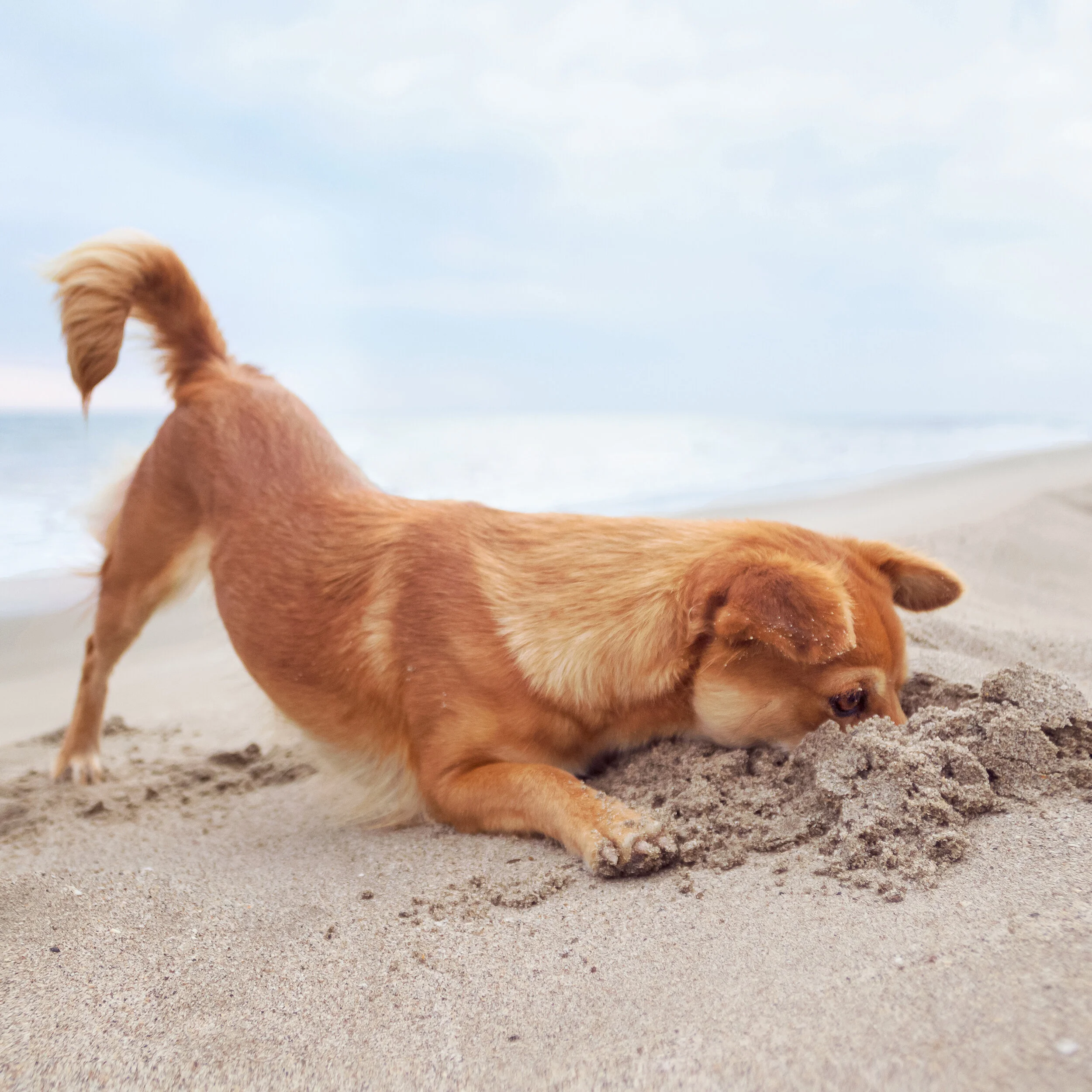 Jupiter Dog Beach — Discover Jupiter, FL