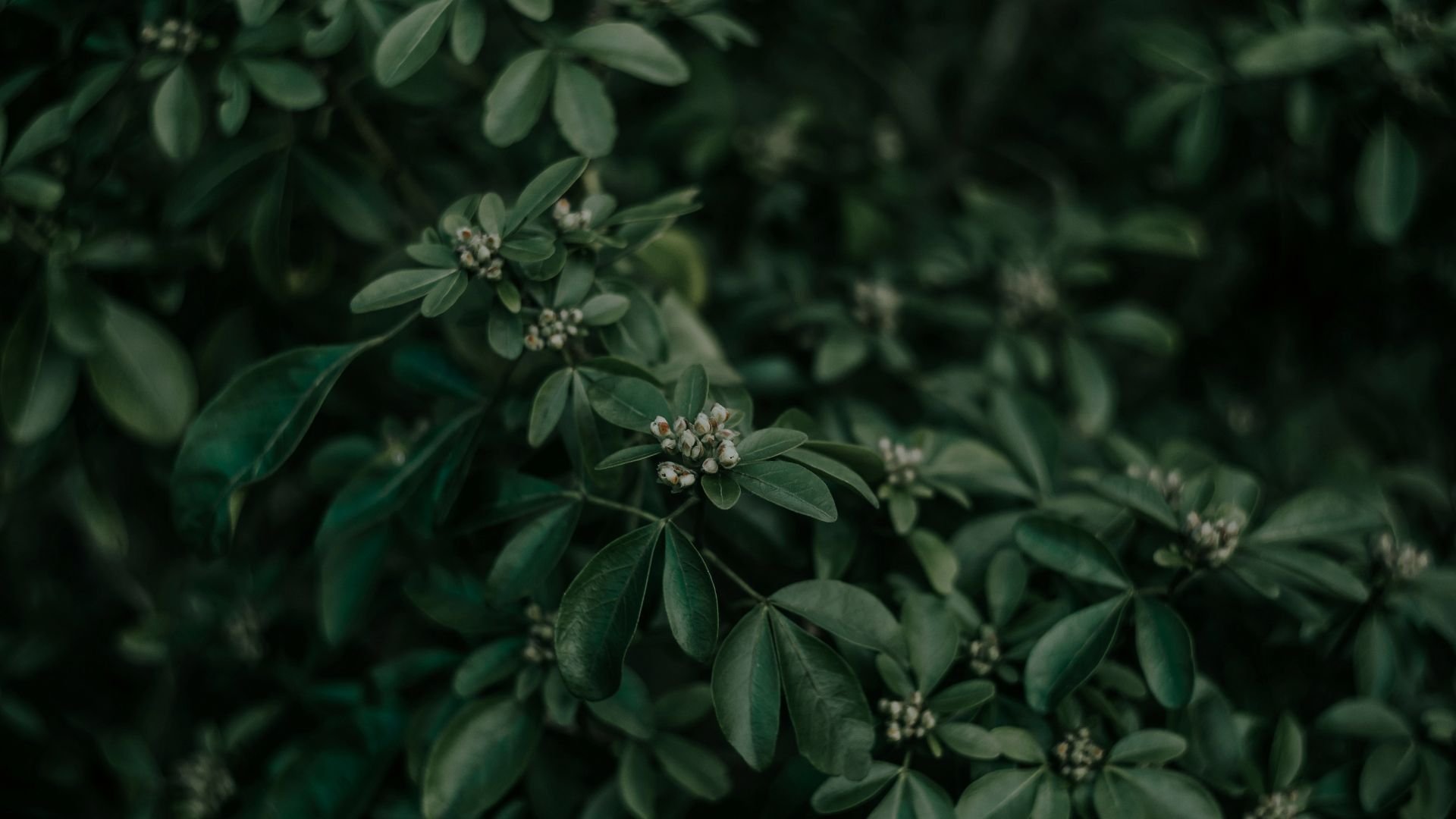 Planned Giving — Green Guerillas