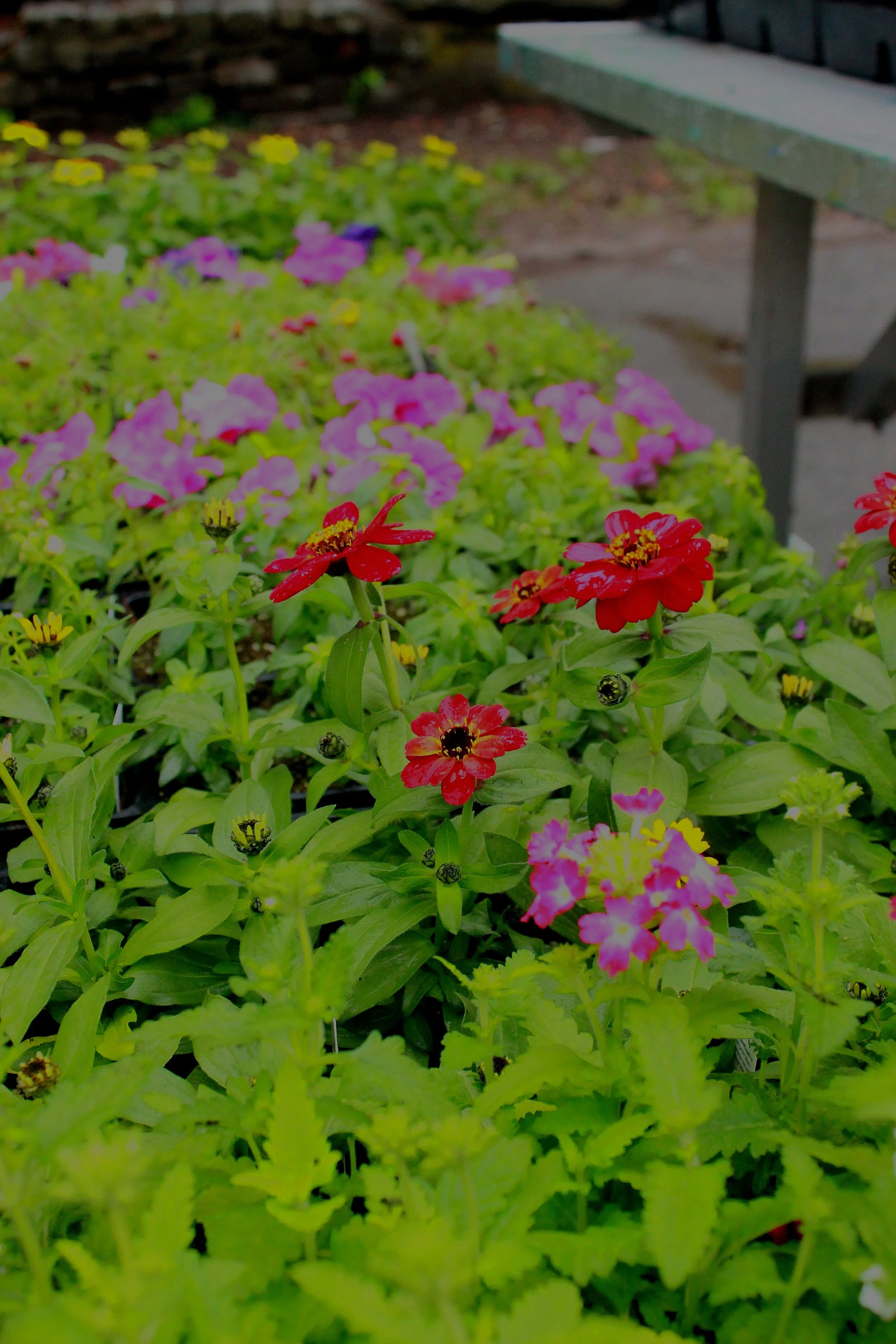 Summer Youth Tillers — Green Guerillas