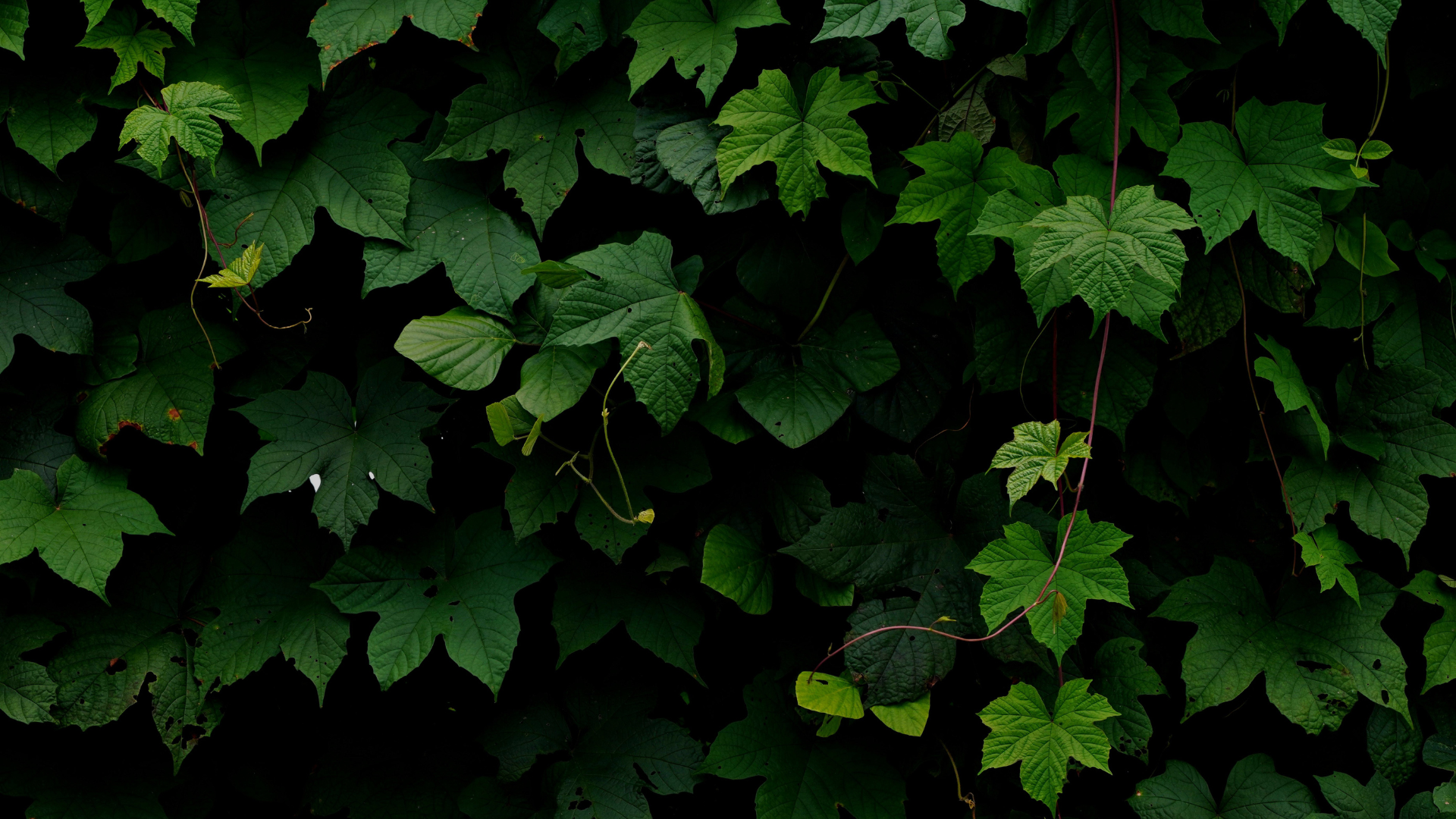 Contact 1 — Green Guerillas