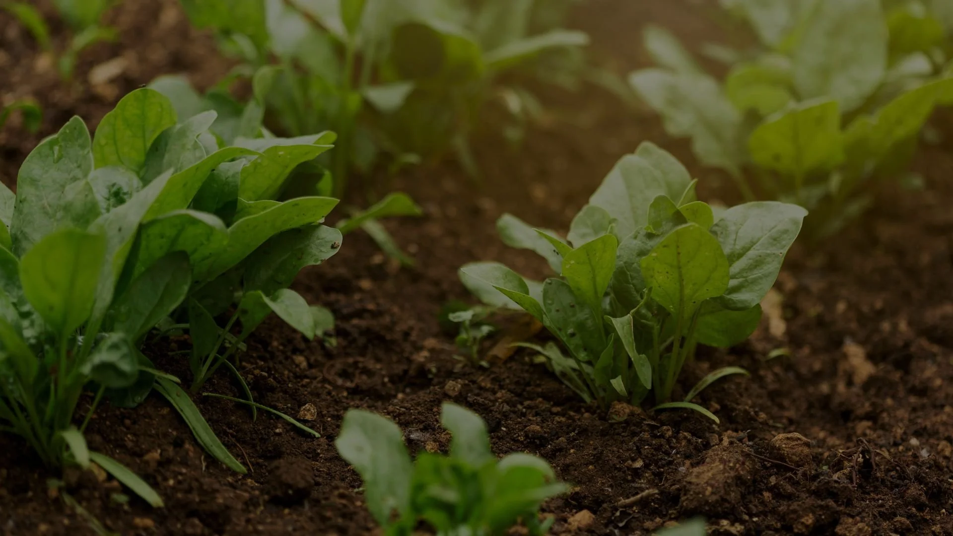 Program Summary — Green Guerillas