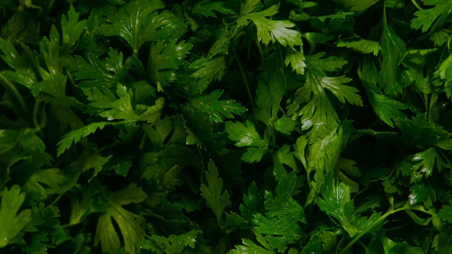 Take Action — Green Guerillas