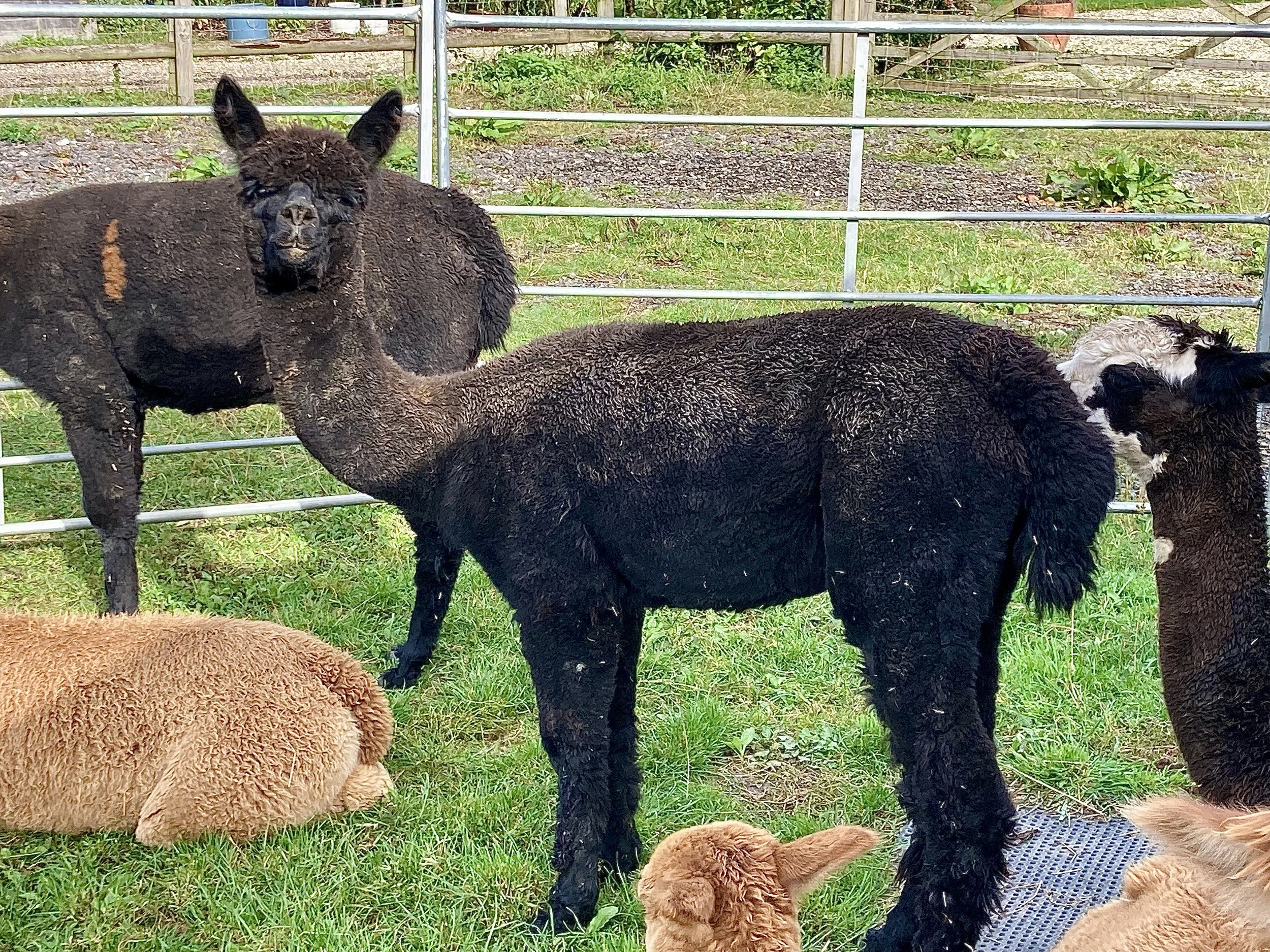 Alpacas for Sale — ALPACA PRODUCTS
