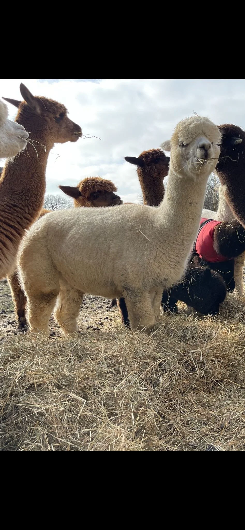 Alpacas for Sale — ALPACA PRODUCTS