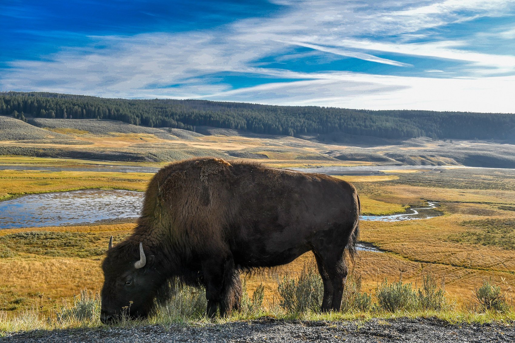 CoveredGround Tours - Yellowstone Tour Company, Private Van Tours