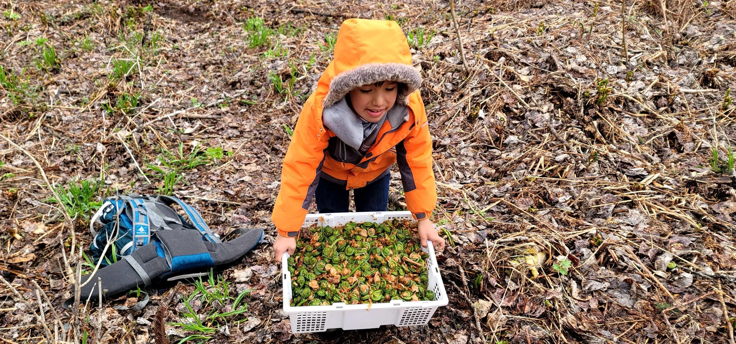 Shop Wild Foods — Peace Valley Foragers