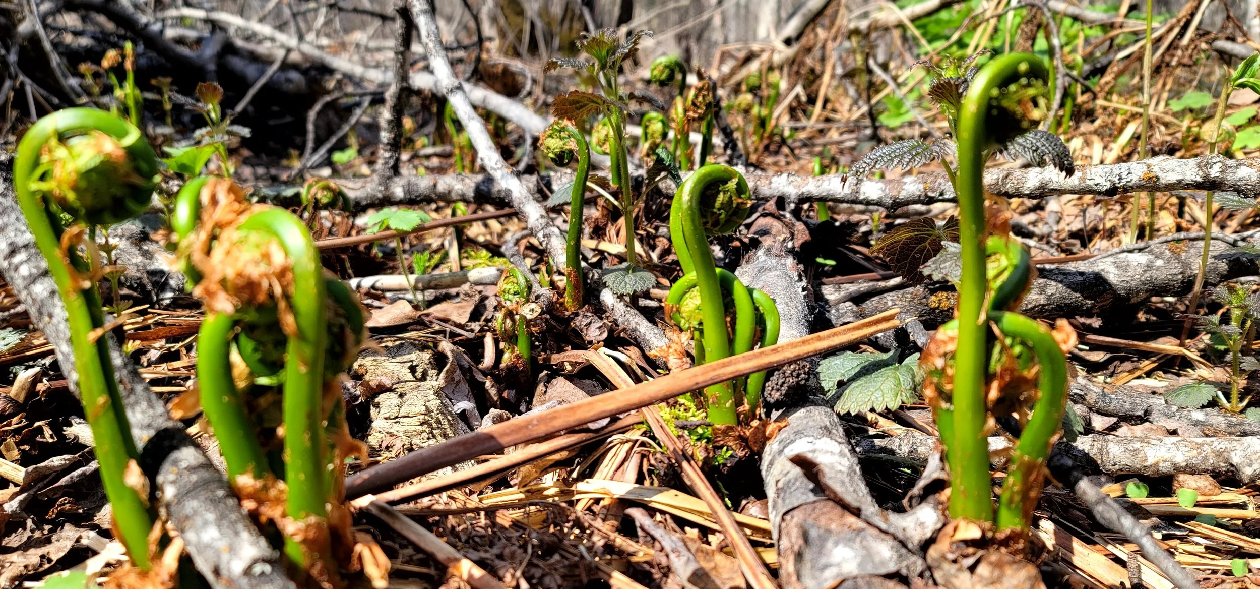 Frozen Fiddleheads — Peace Valley Foragers