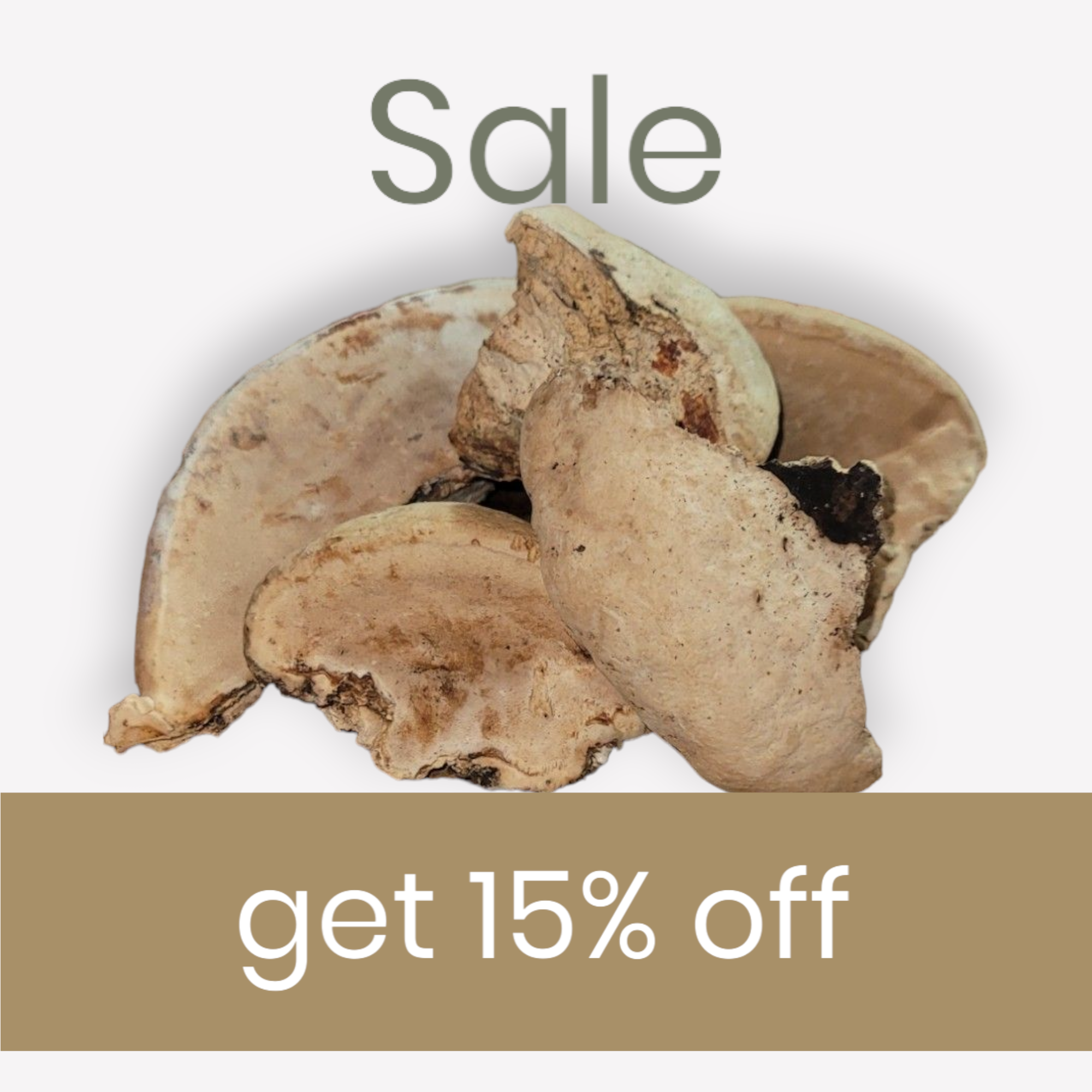 Diamond Willow Fungus — Peace Valley Foragers