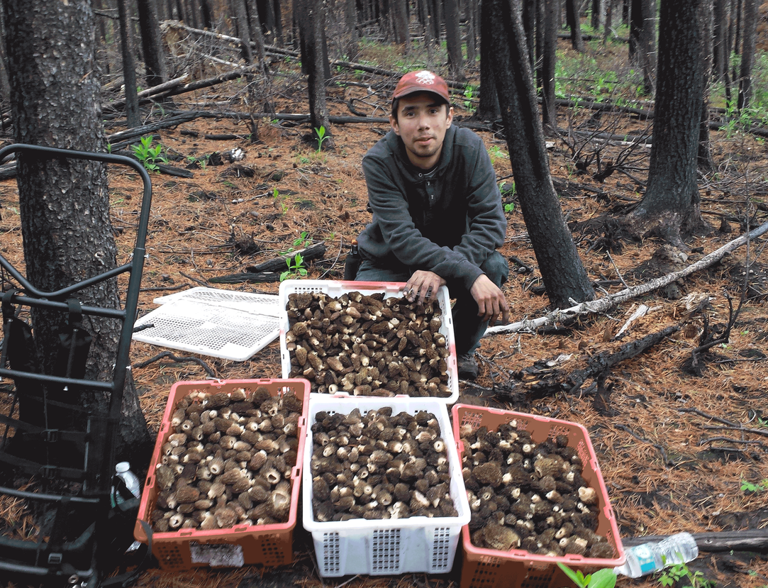 Dry Morel Mushrooms - Harvested from BC, Canada — Peace Valley Foragers
