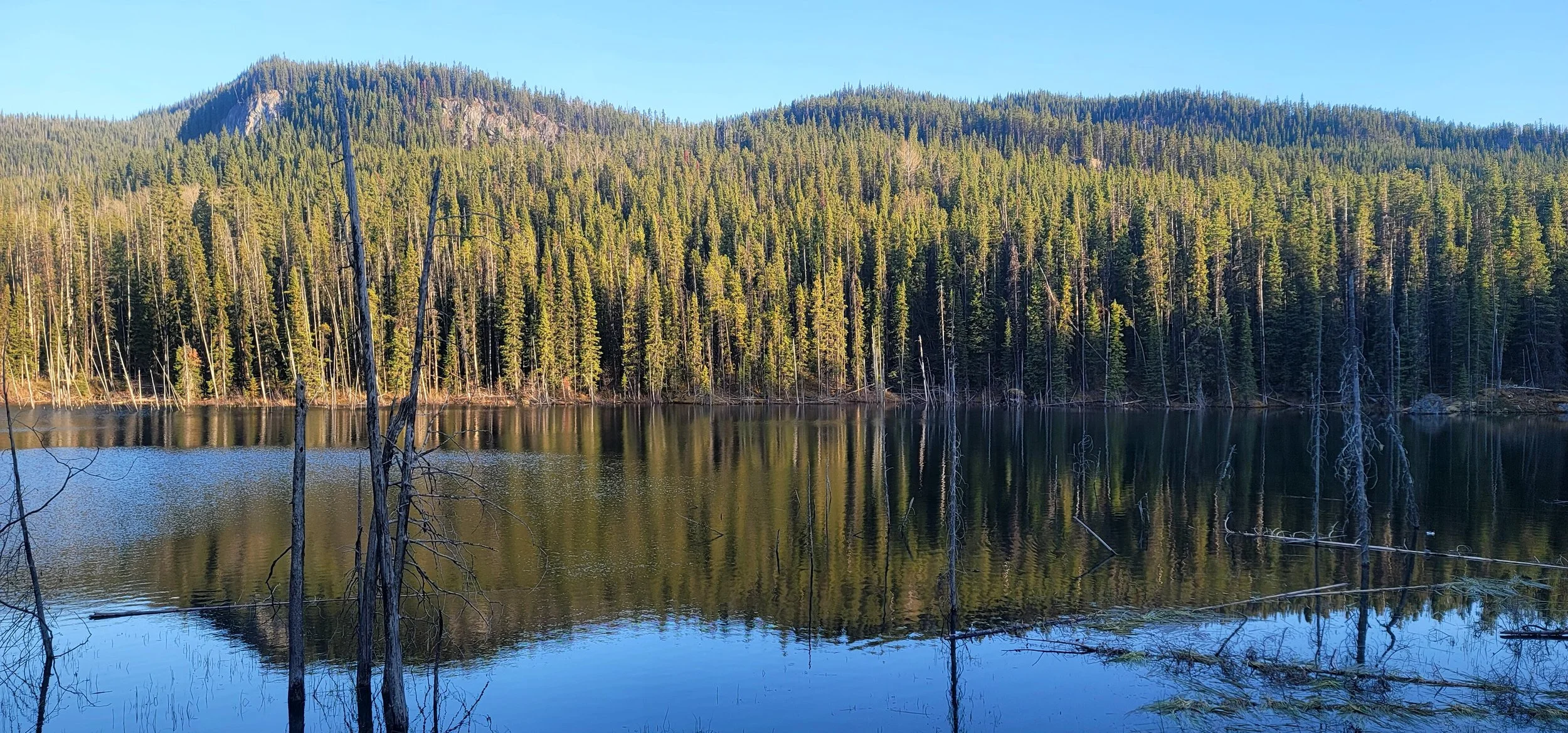 Pine Mushroom — Peace Valley Foragers