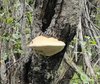 Diamond Willow Fungus - A Hidden Gem of the Forest — Peace Valley Foragers