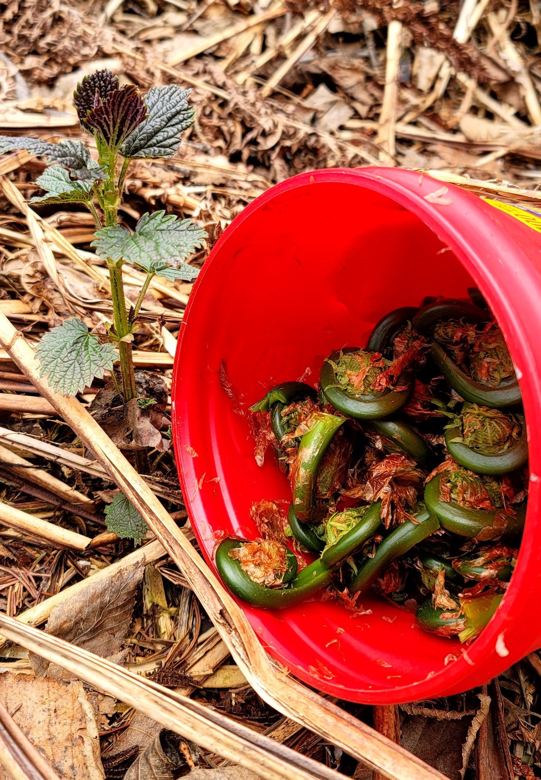 Home - Peace Valley Foragers