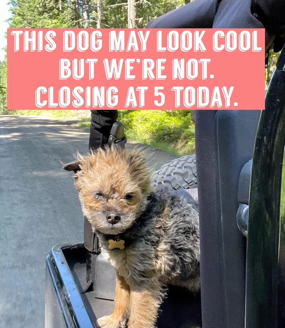 Salt Spring Wild Cider - Craft Cider, Untamed