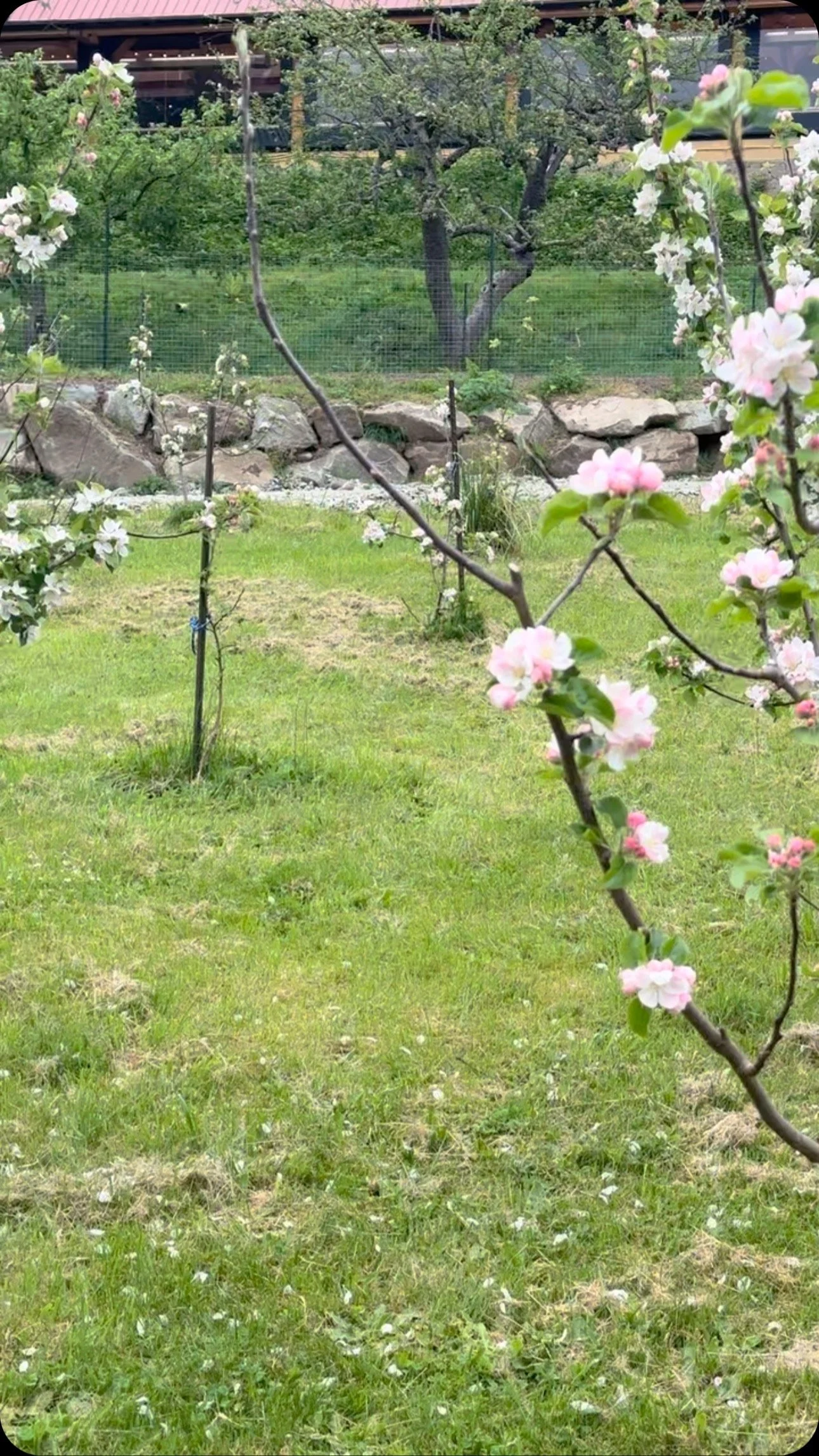 Salt Spring Wild Cider - Craft Cider, Untamed