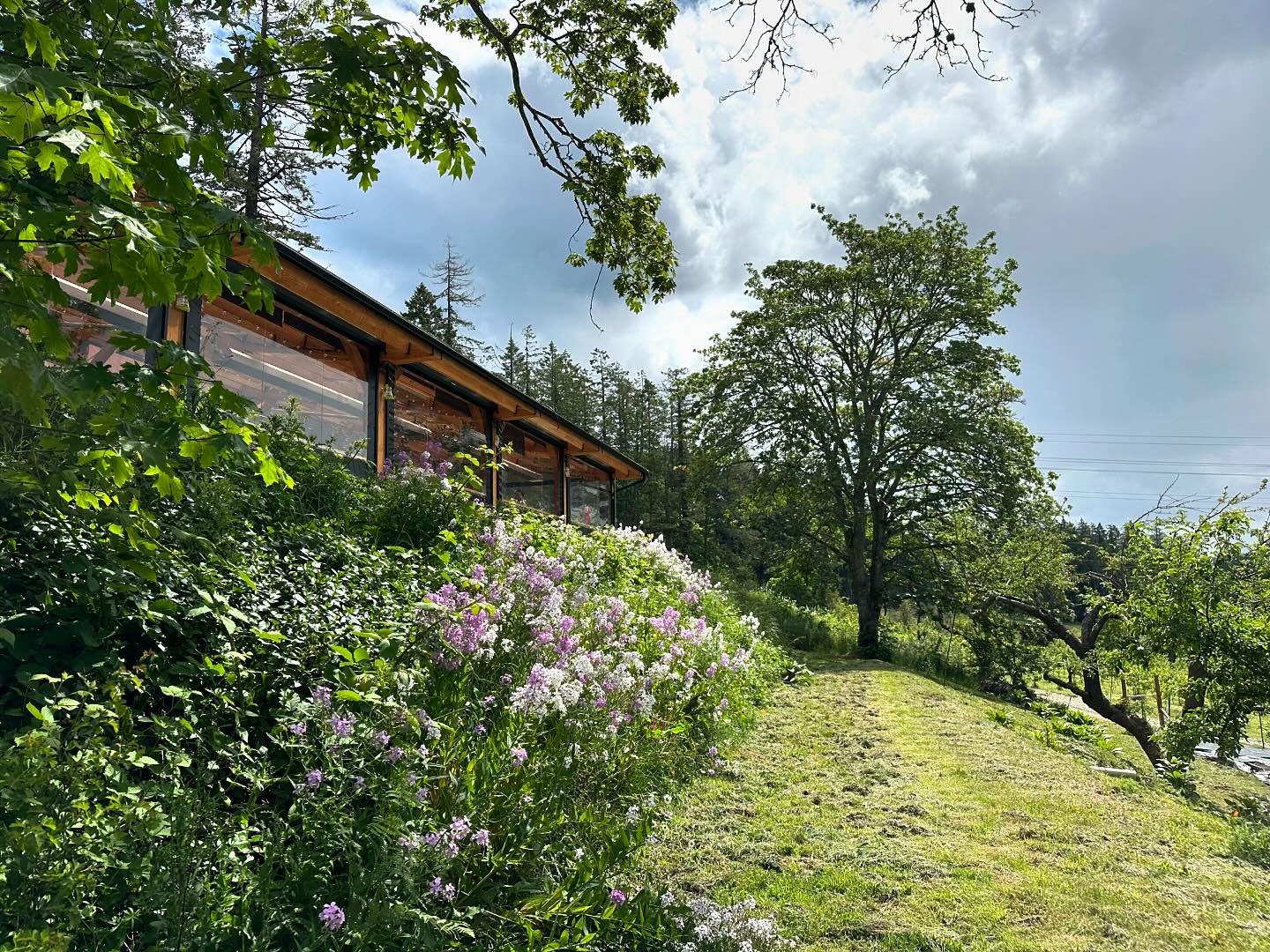 Salt Spring Wild Cider - Craft Cider, Untamed