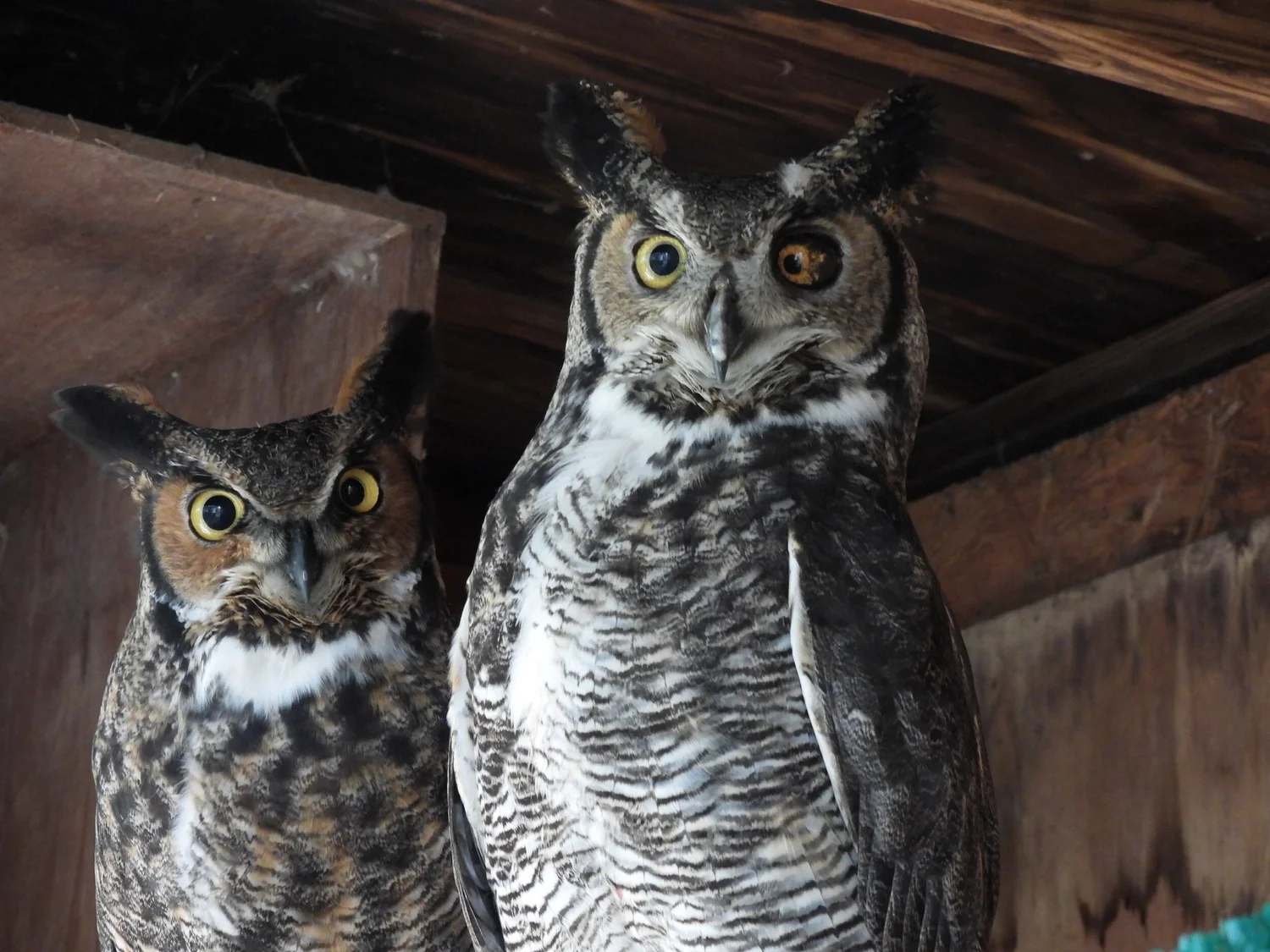 Ohio Nature Education