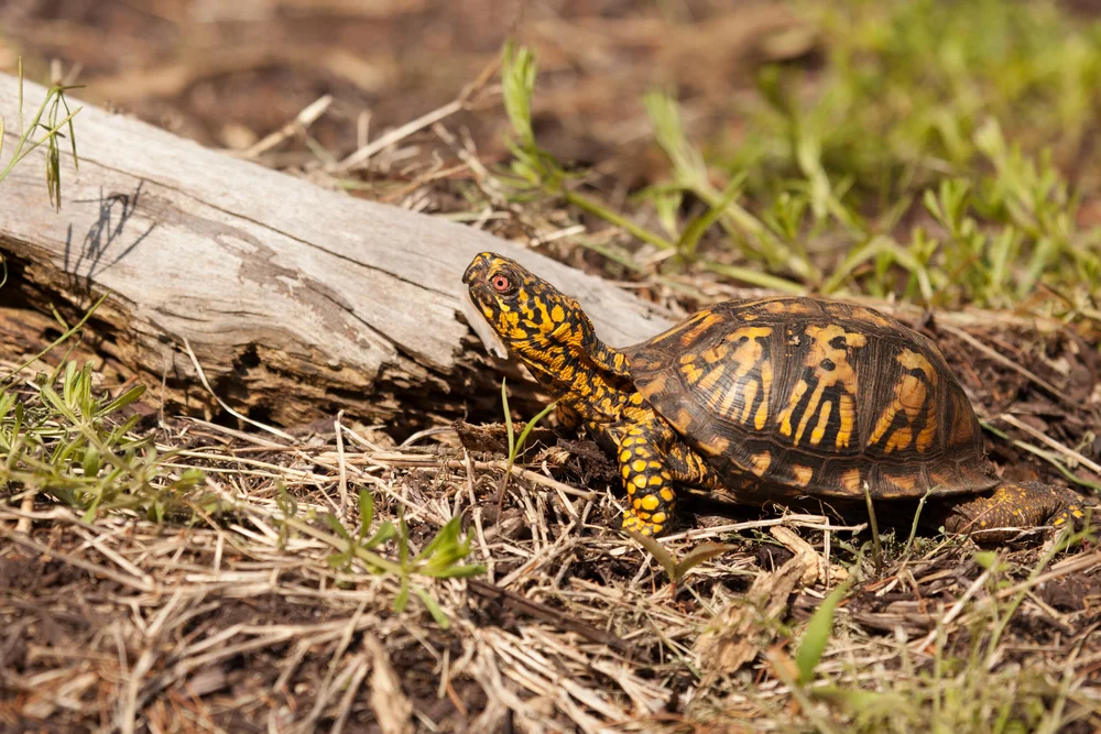 Ohio Nature Education