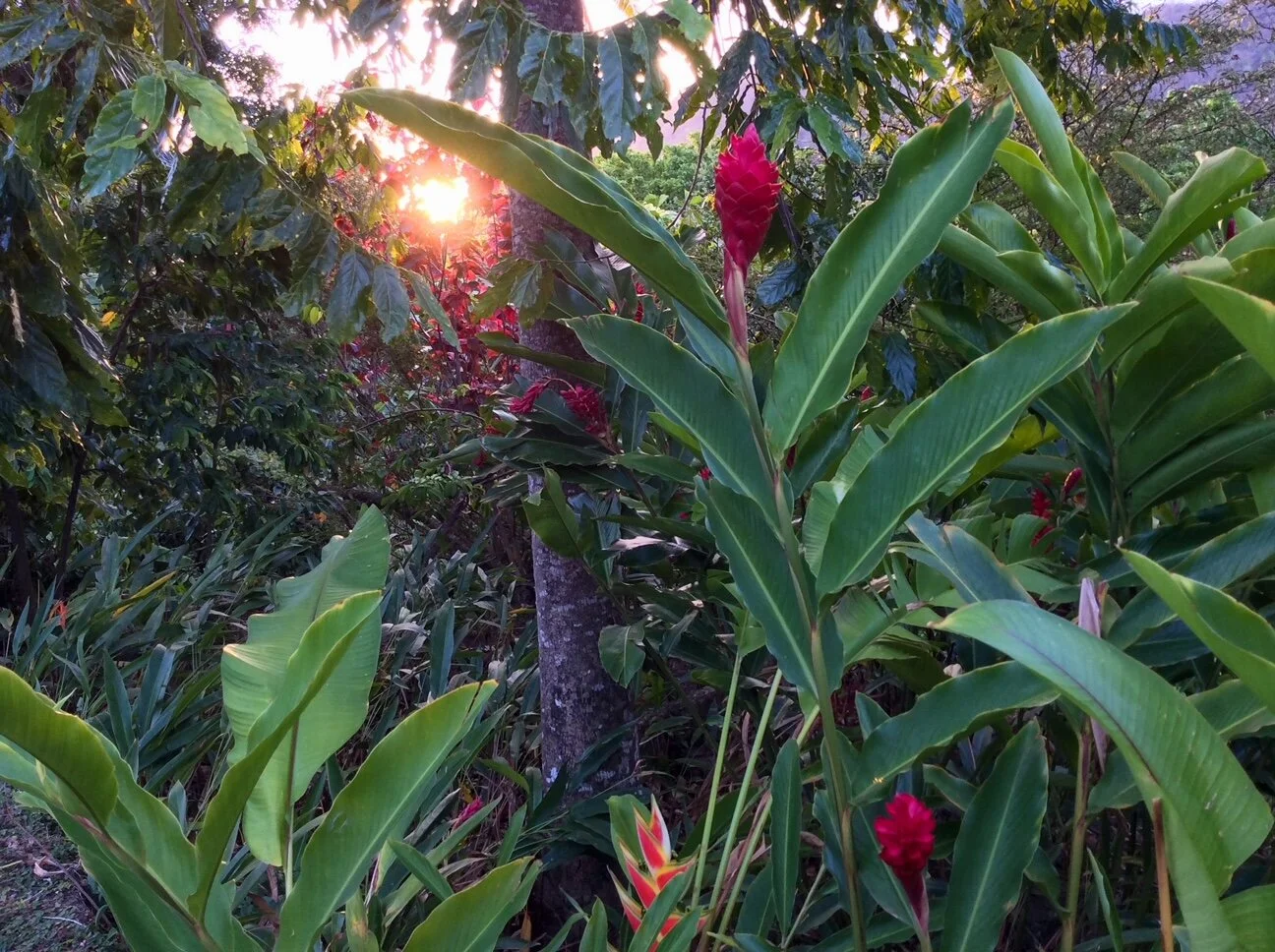 Things to Do at Diamond Falls — Diamond Falls Botanical Gardens ...