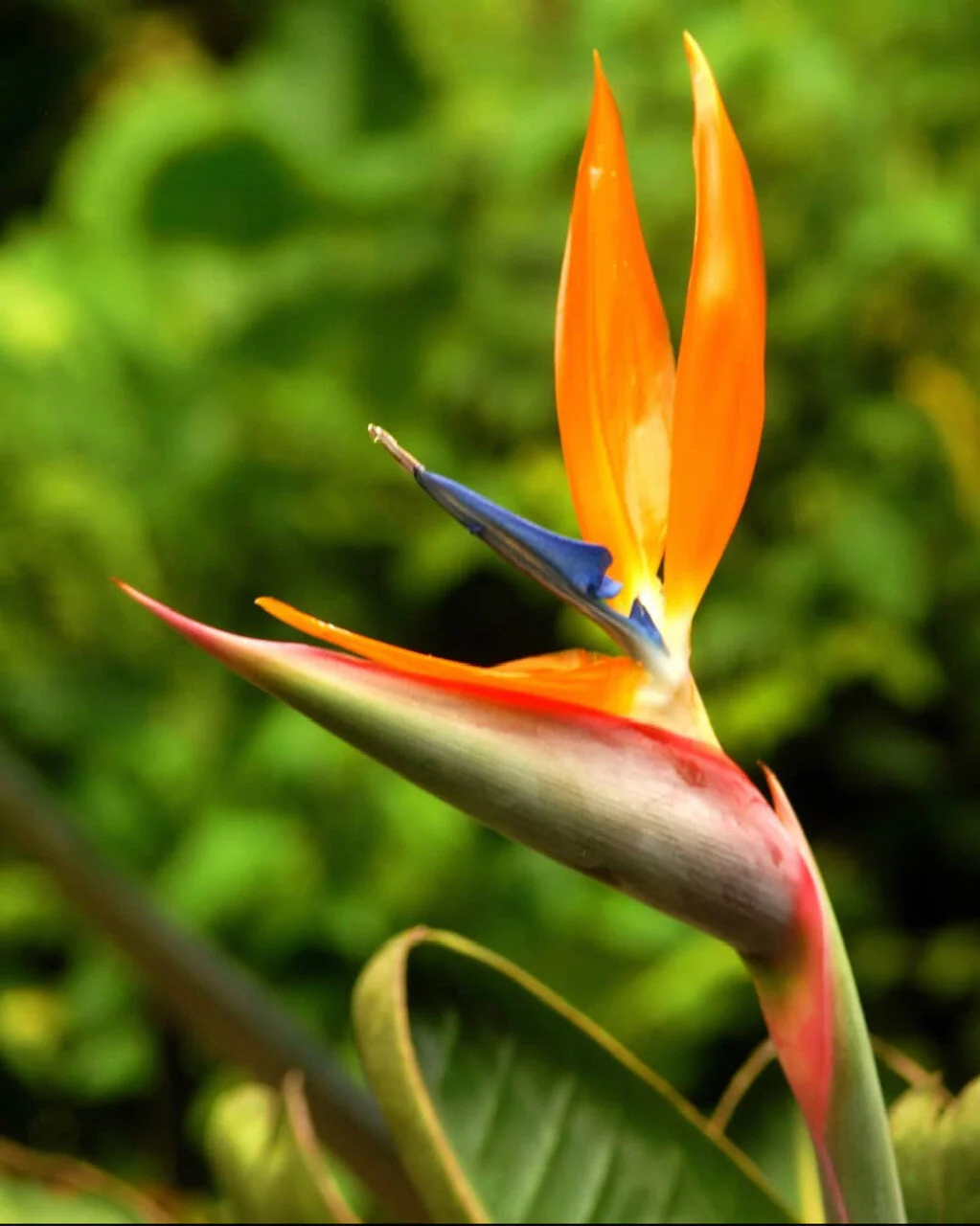 Things to Do at Diamond Falls — Diamond Falls Botanical Gardens ...