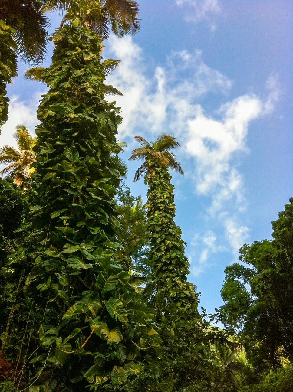 Things to Do at Diamond Falls — Diamond Falls Botanical Gardens ...