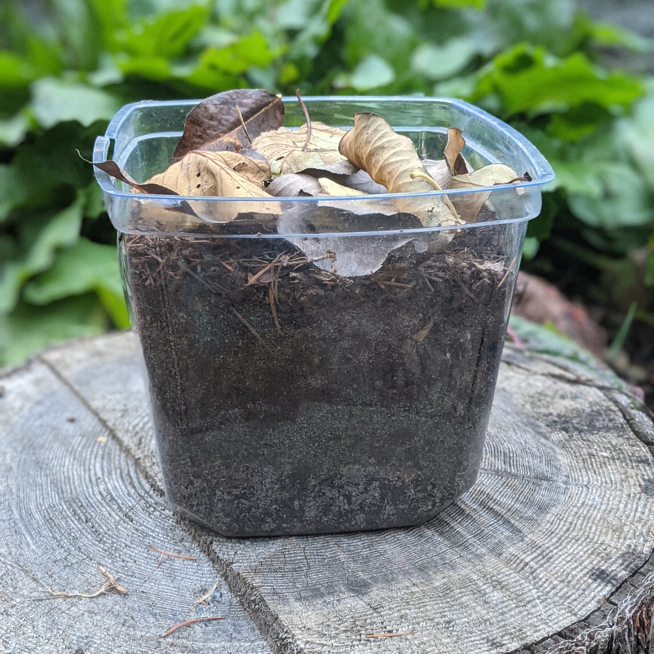 Worm Science! STEAM Activity Guide — NorthStar Educational Explorations