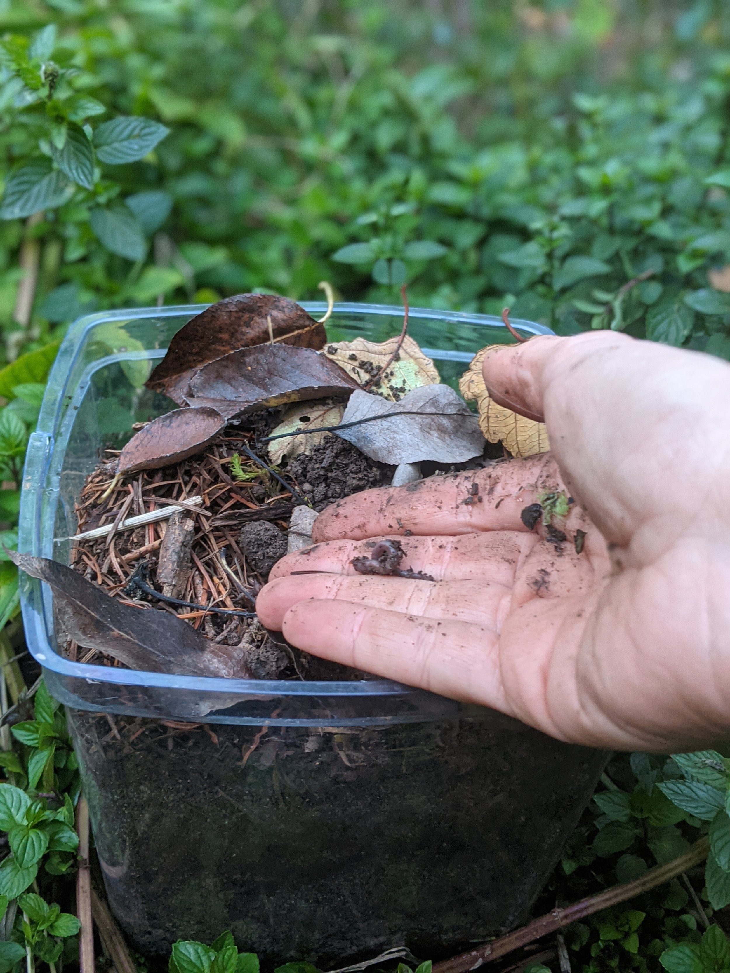 Worm Science - Unit Study Resources — NorthStar Educational Explorations