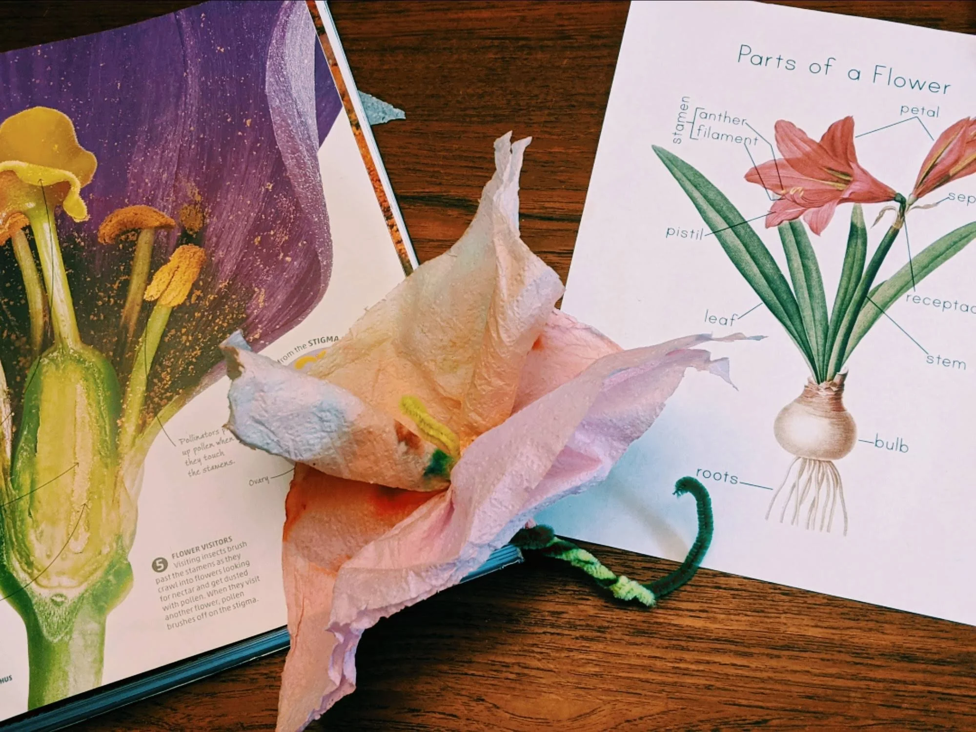 Gentle Homeschooling — NorthStar Educational Explorations