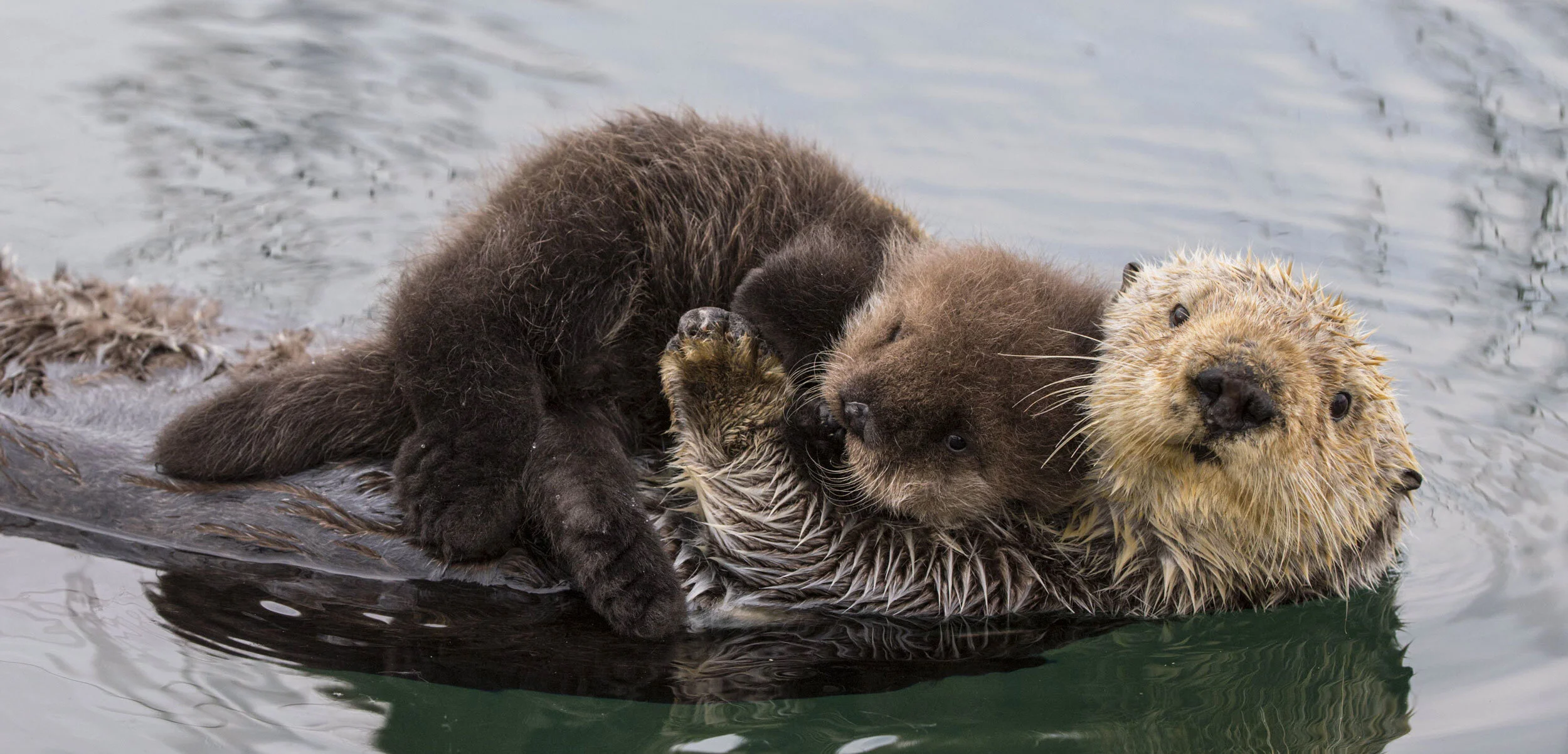 California Sea Otter Infographic — brookeacohen