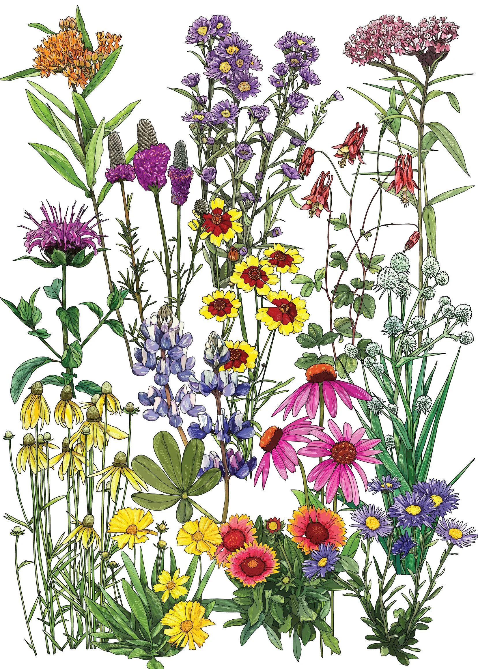 Northeast Native Wildflower Mix — SFinBloom